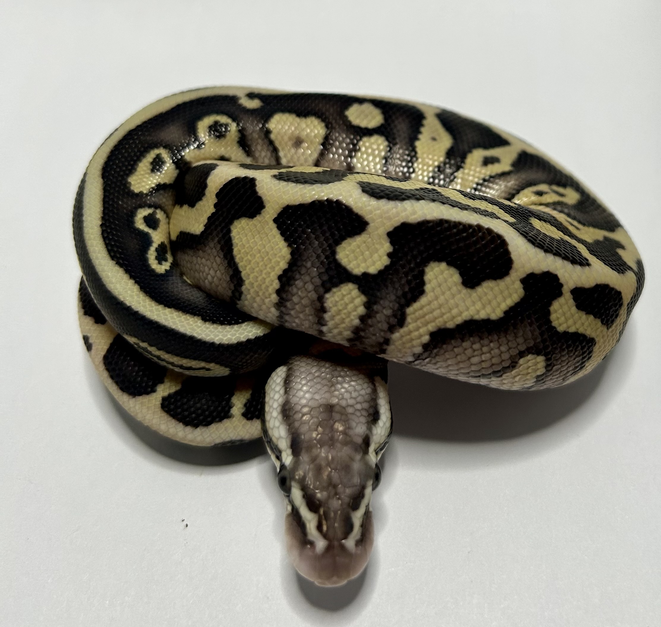 Trying to ID babies for a second year in a row from the same BEL Mom ...