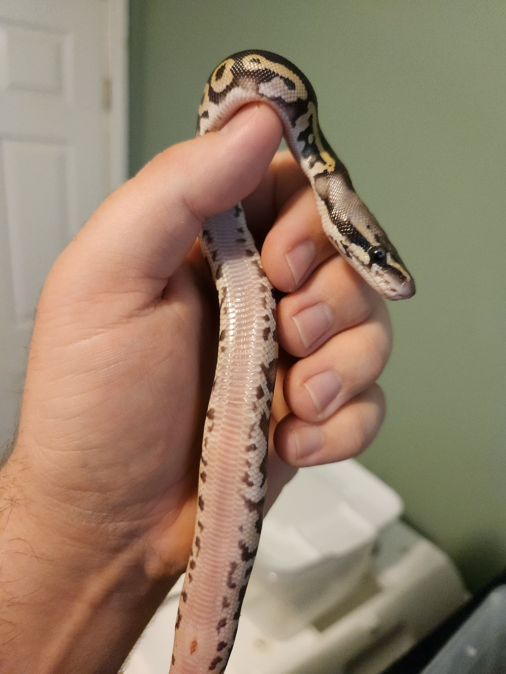Help identifying hatchlings - Ball Pythons - MorphMarket Reptile Community