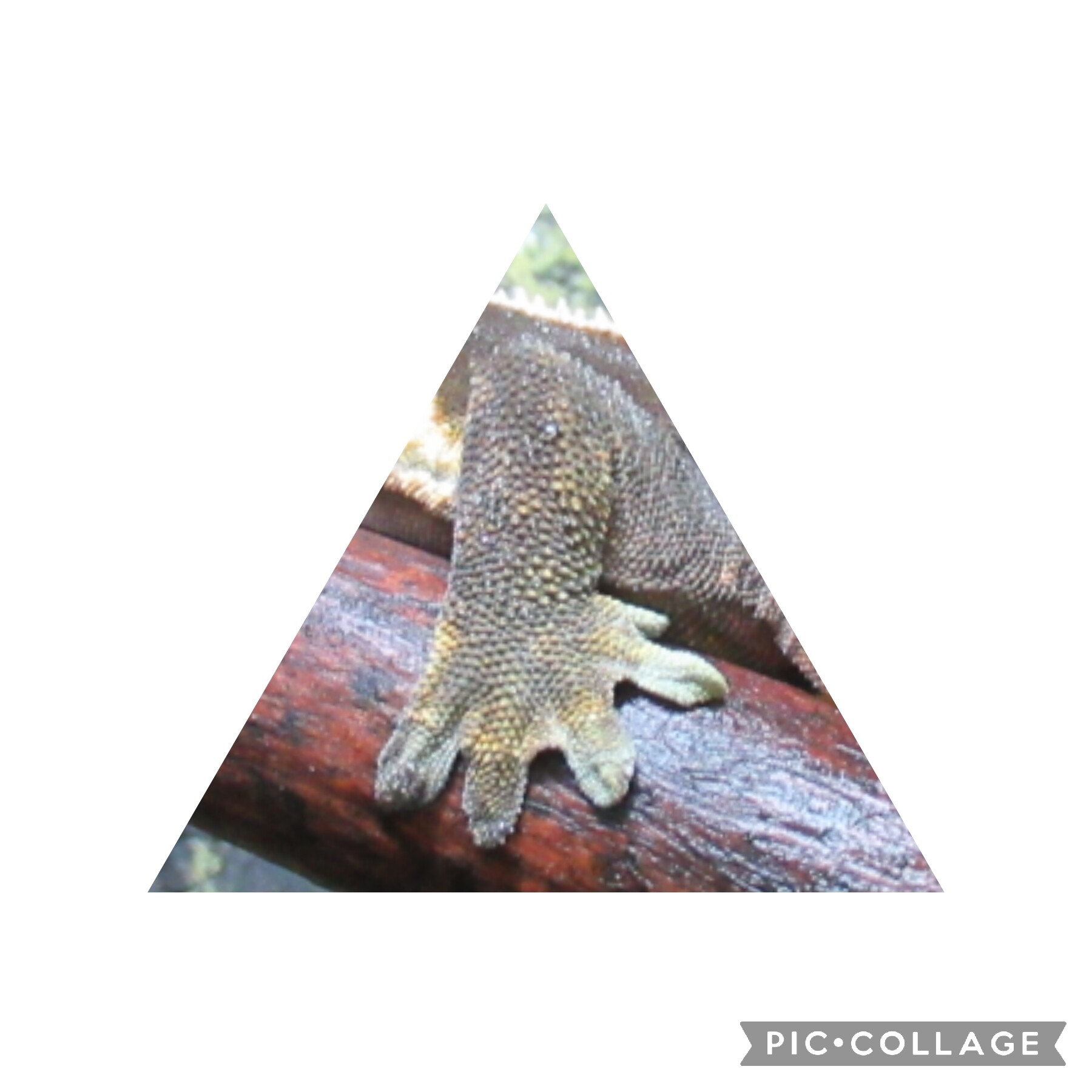 Gecko Game Just For Fun! - Crested Geckos - MorphMarket Reptile Community