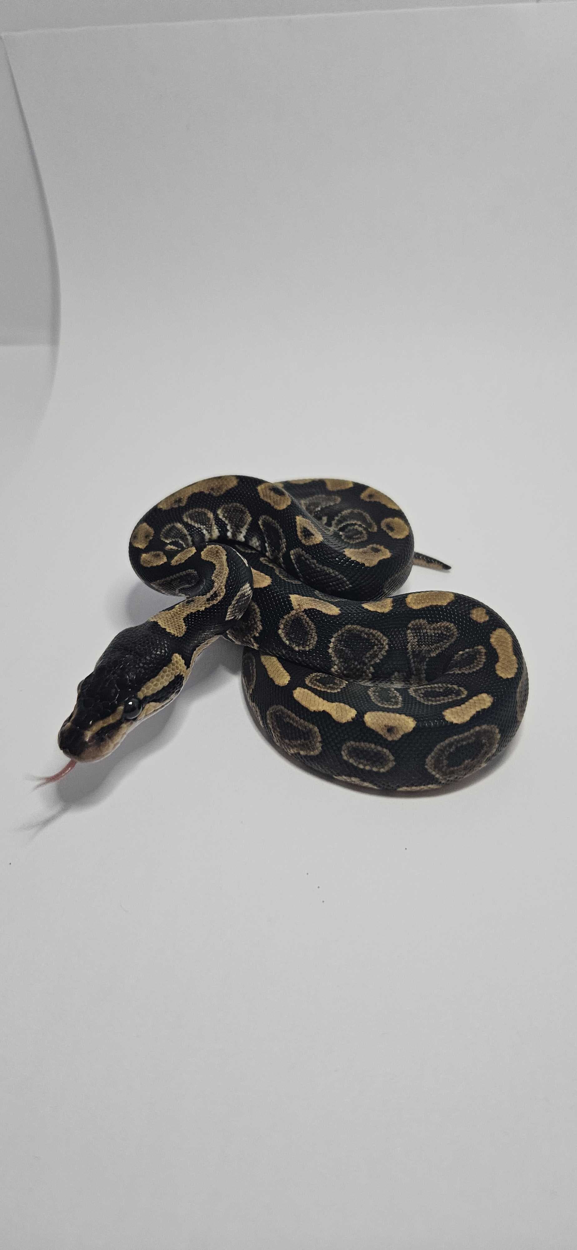 GHI offspring identification - Ball Pythons - MorphMarket Reptile Community