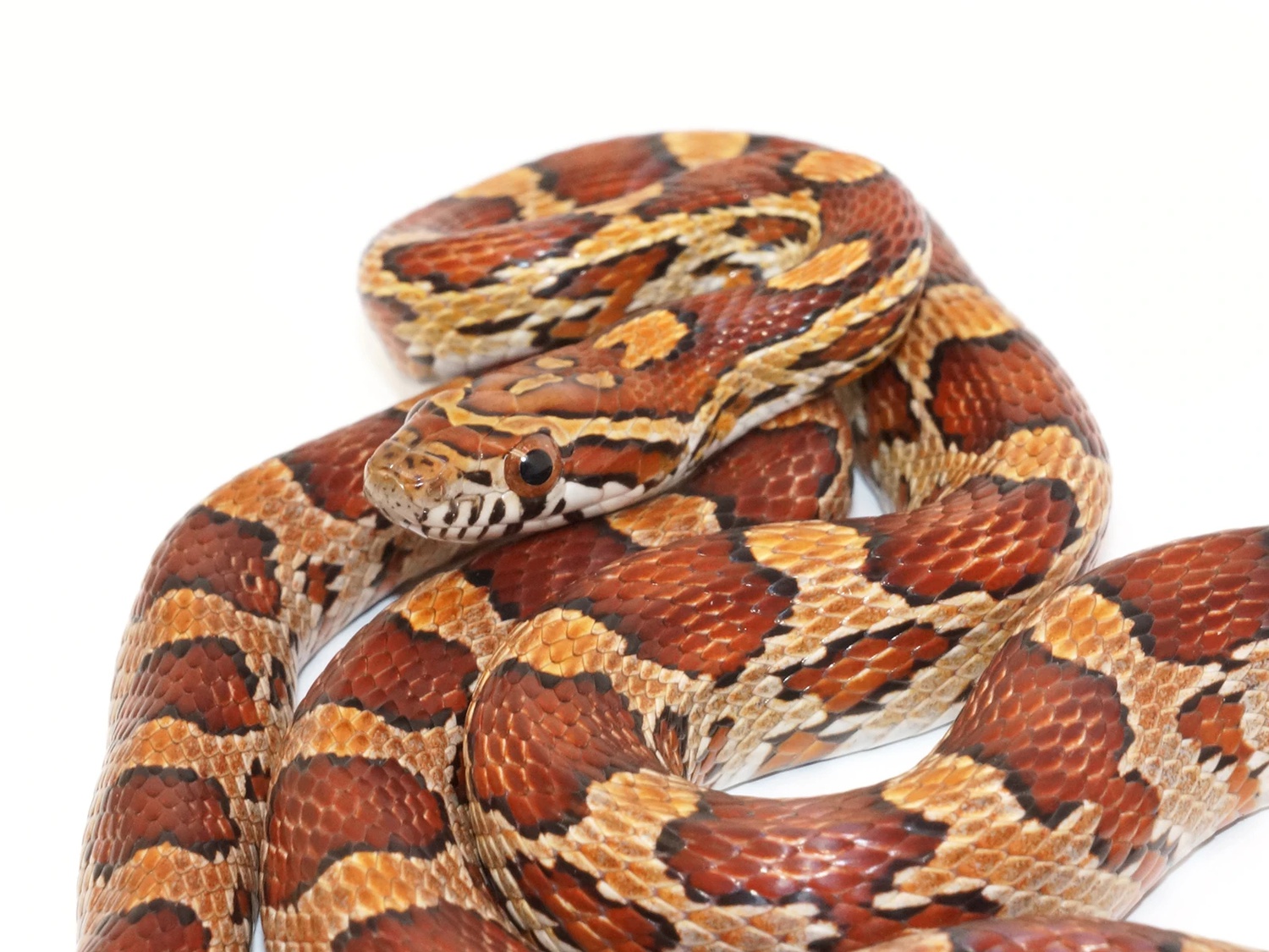 Corn Snake Colors Corn Snake Colors