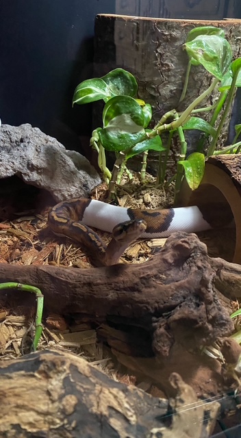 Clutter in the hot spot - Ball Pythons - MorphMarket Reptile Community