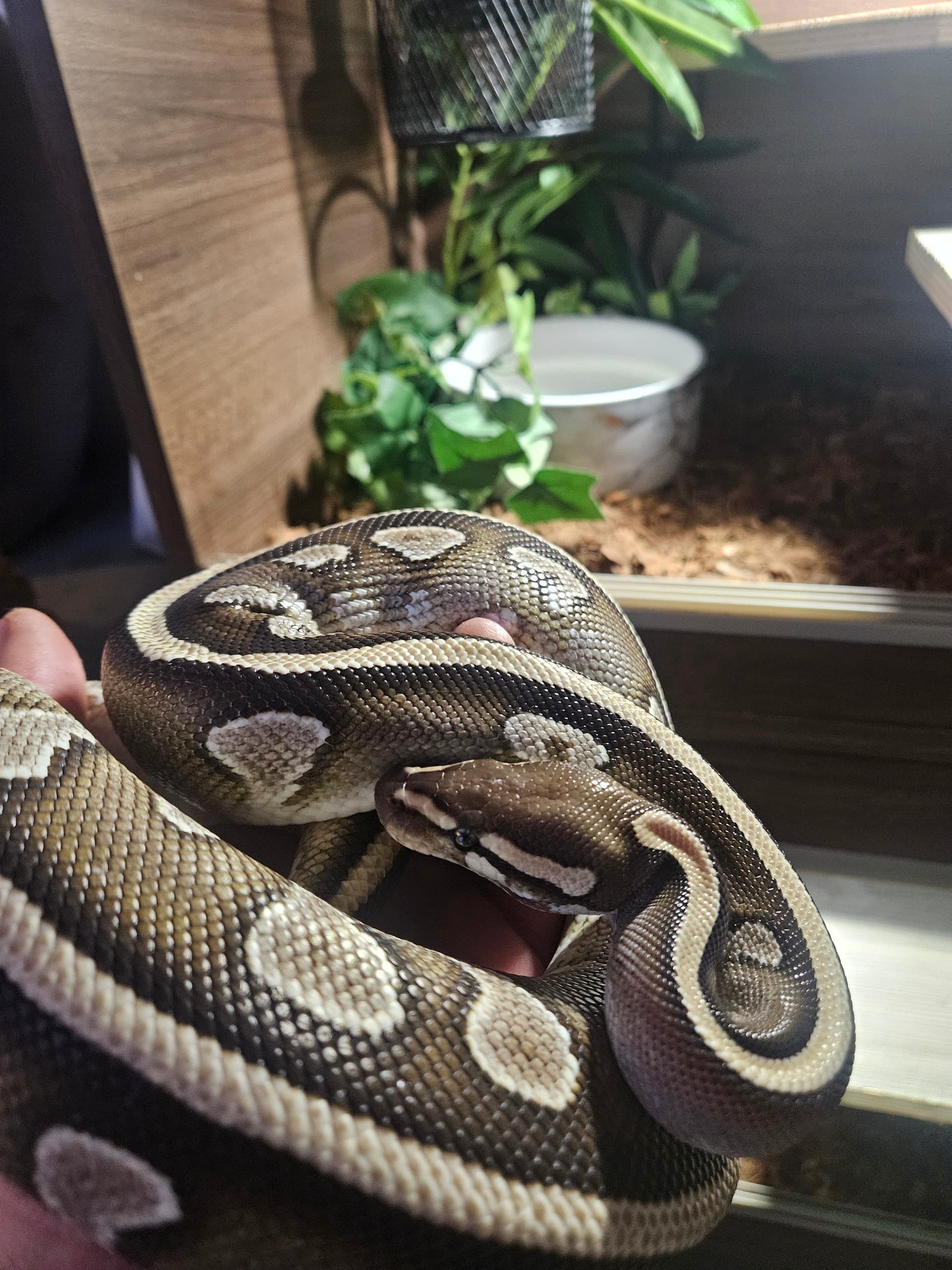 Need help identifying morphs - Ball Pythons - MorphMarket Reptile Community