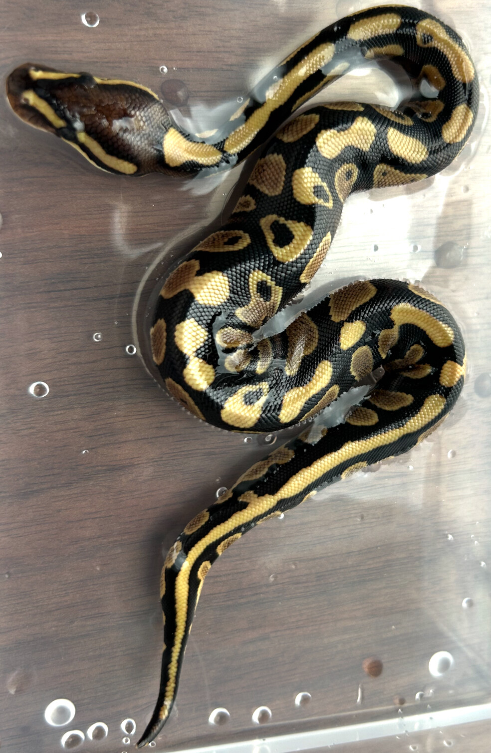Could you please help me identify the morphs? - Ball Pythons ...