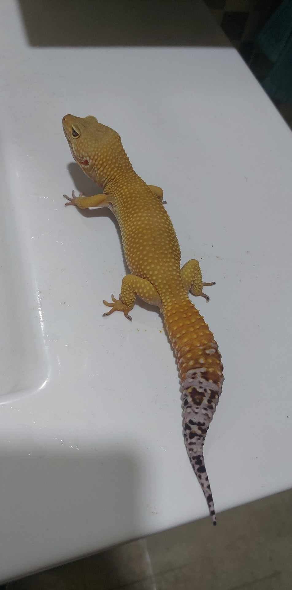 Leopard gecko shtcb id - Leopard Geckos - MorphMarket Reptile Community