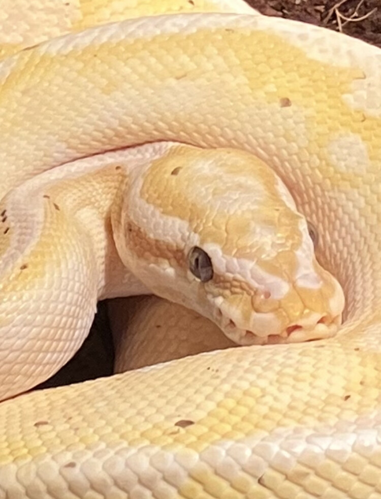 Banana piebald with blue eyes? Will he pass it down? - Ball Pythons ...