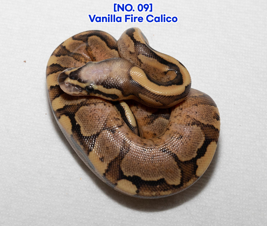 Did i hit a super asphalt? - Ball Pythons - MorphMarket Reptile Community