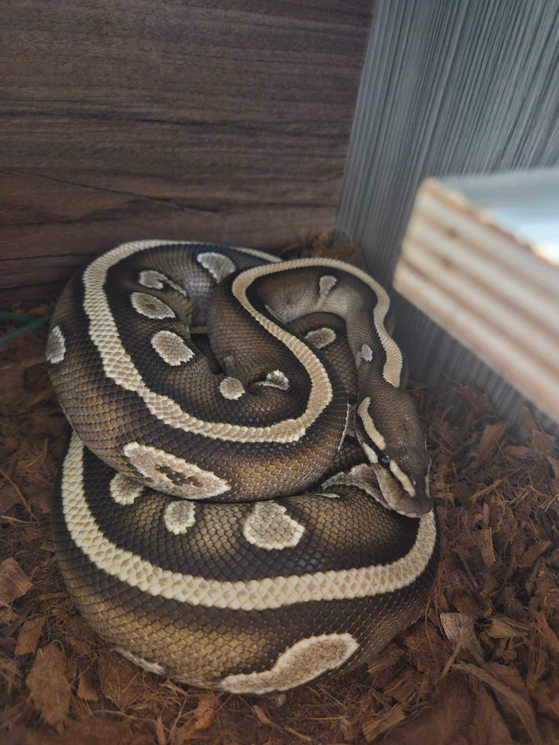 Need help identifying morphs - Ball Pythons - MorphMarket Reptile Community