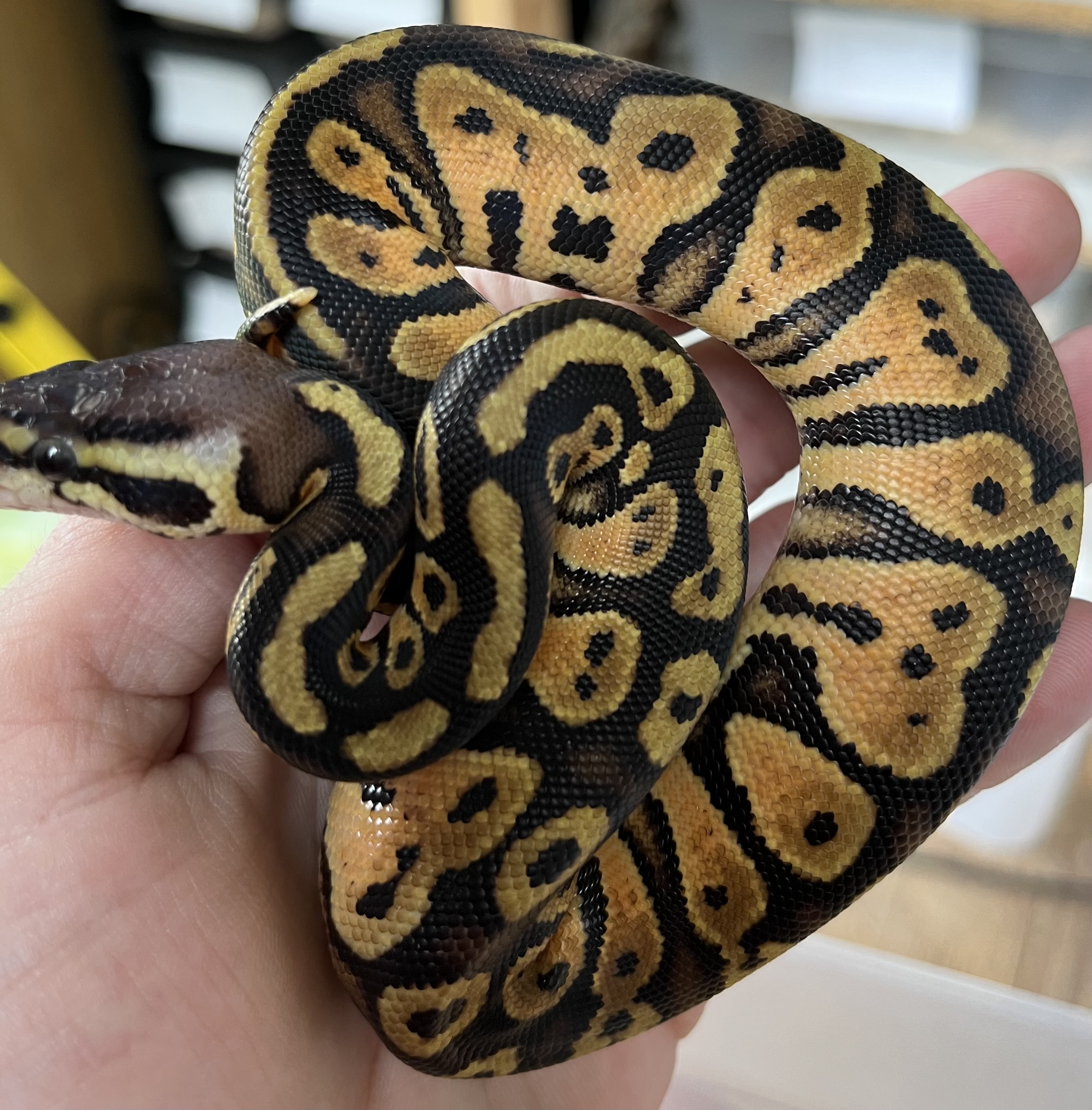 Help me I’d this hatchling please - Ball Pythons - MorphMarket Reptile ...