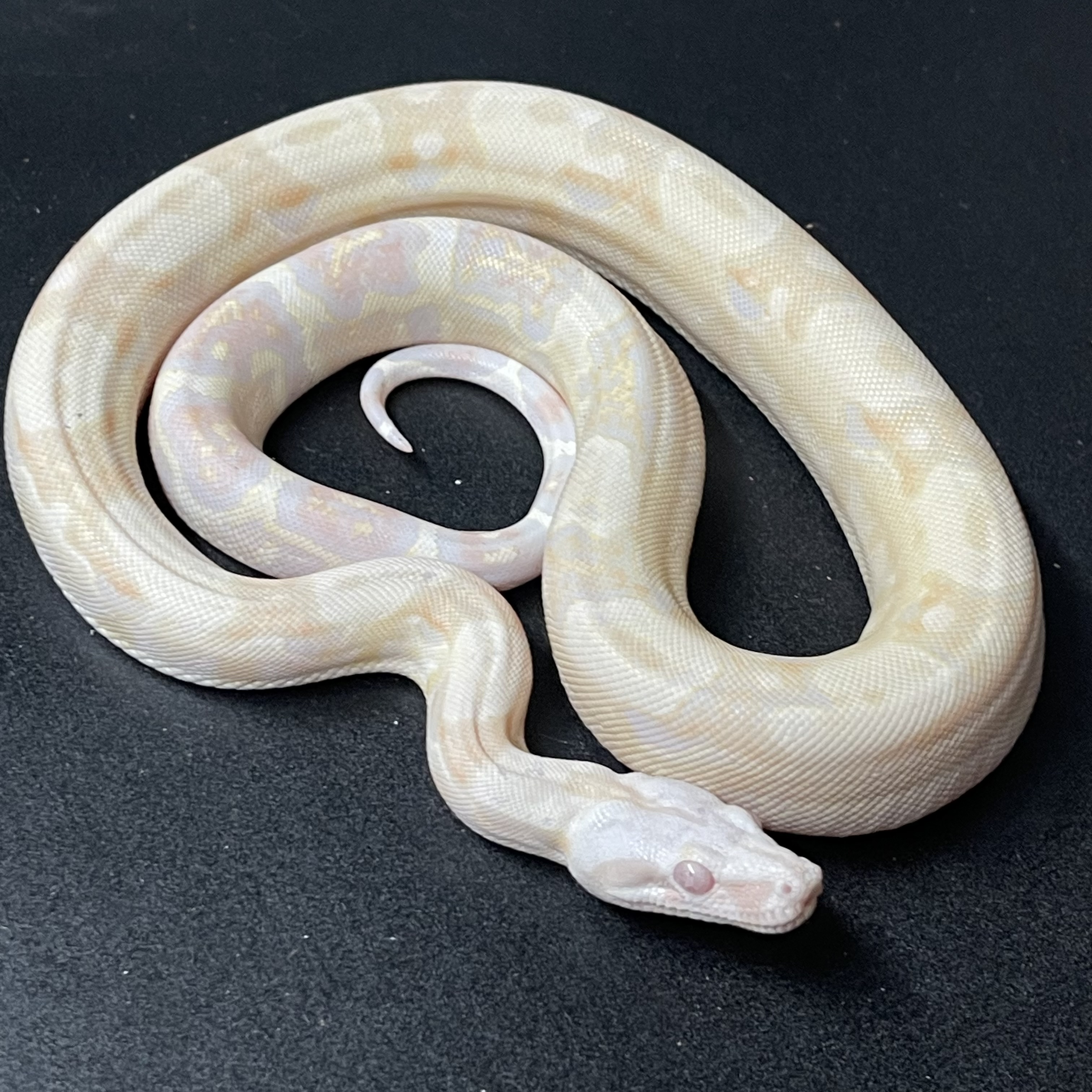 Silver bullet anerythristic - Boas - MorphMarket Reptile Community