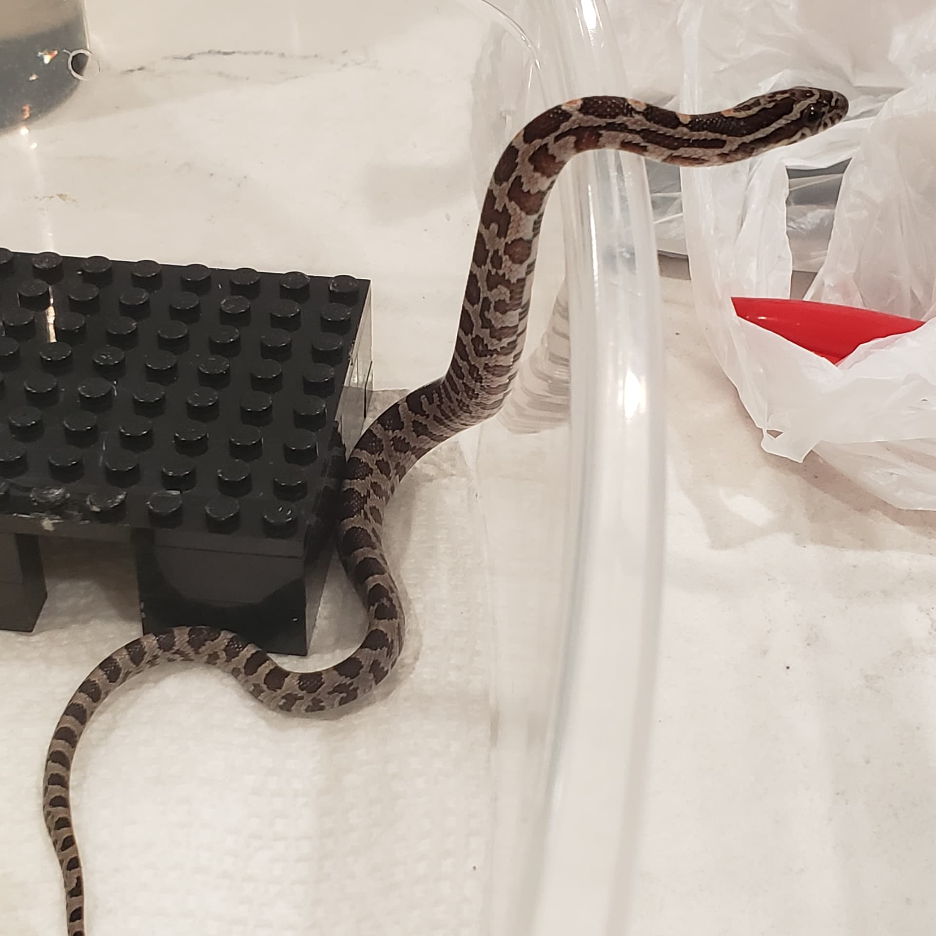 how to make a baby corn snake eat