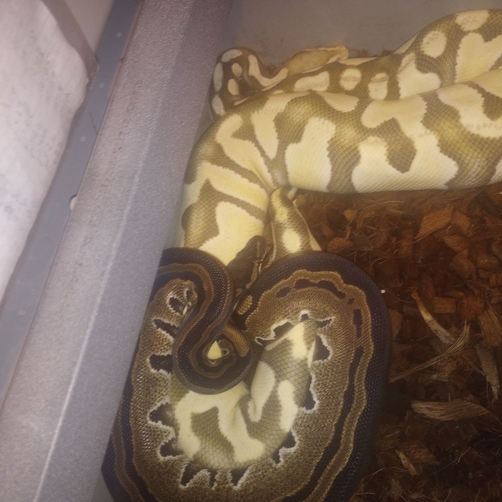 Very excited about this one - Ball Pythons - MorphMarket Reptile Community