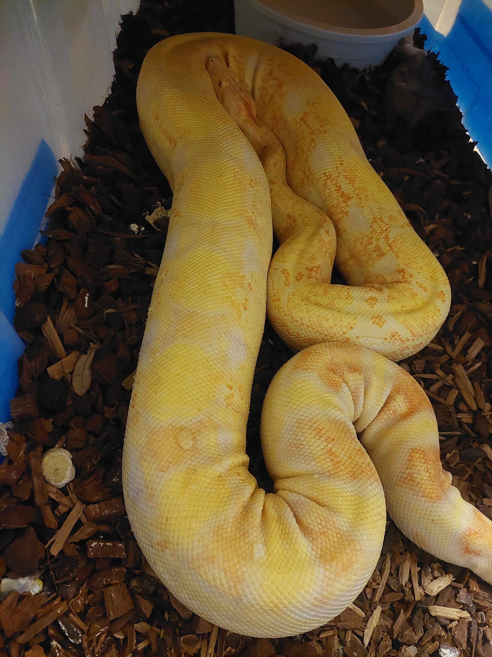 Bci breeding tips/schedule advice - Boa Constrictors - MorphMarket ...