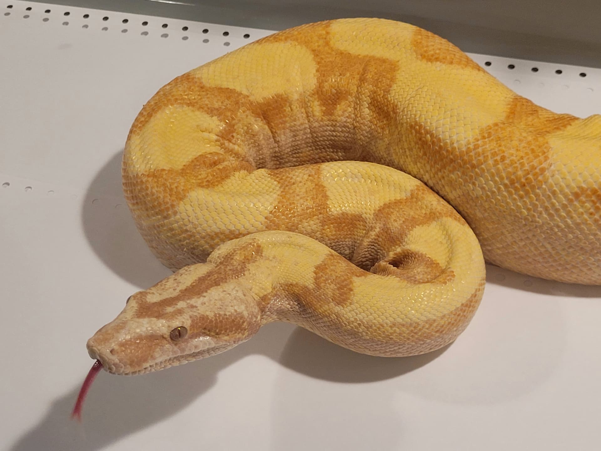 Sunglow motley jungle pics - Boa Constrictors - MorphMarket Reptile ...