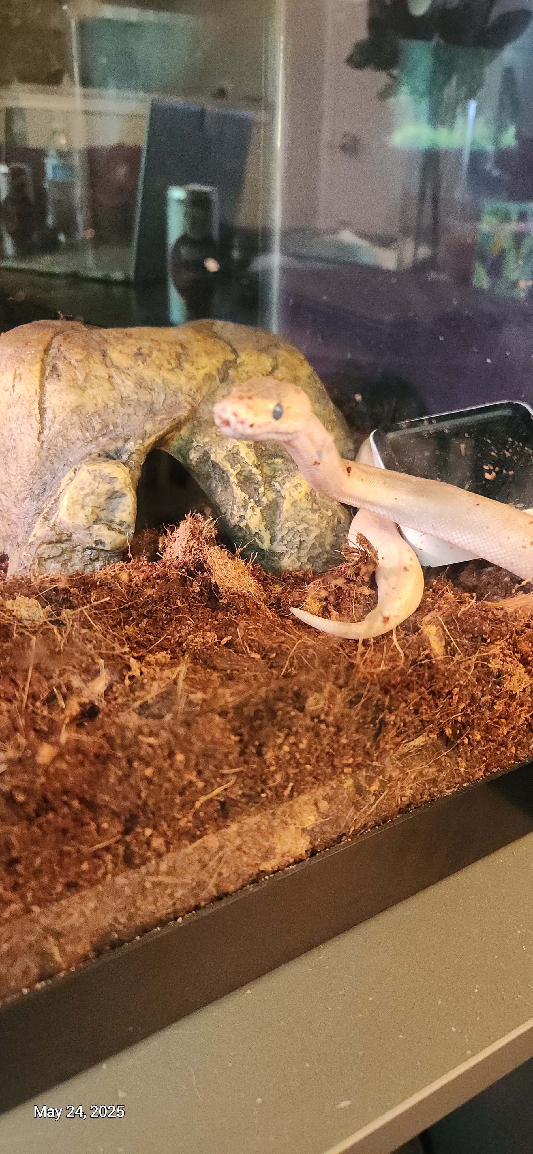 ball python eyes turning blue