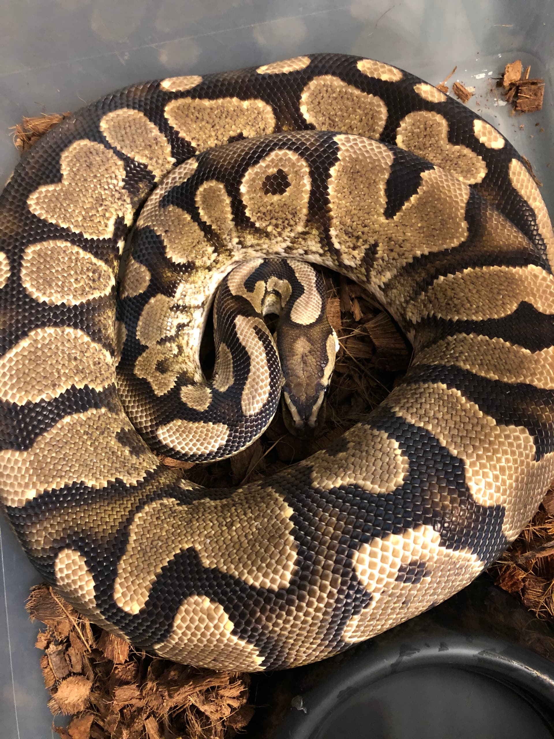 Are these all ivory? - Ball Pythons - MorphMarket Reptile Community