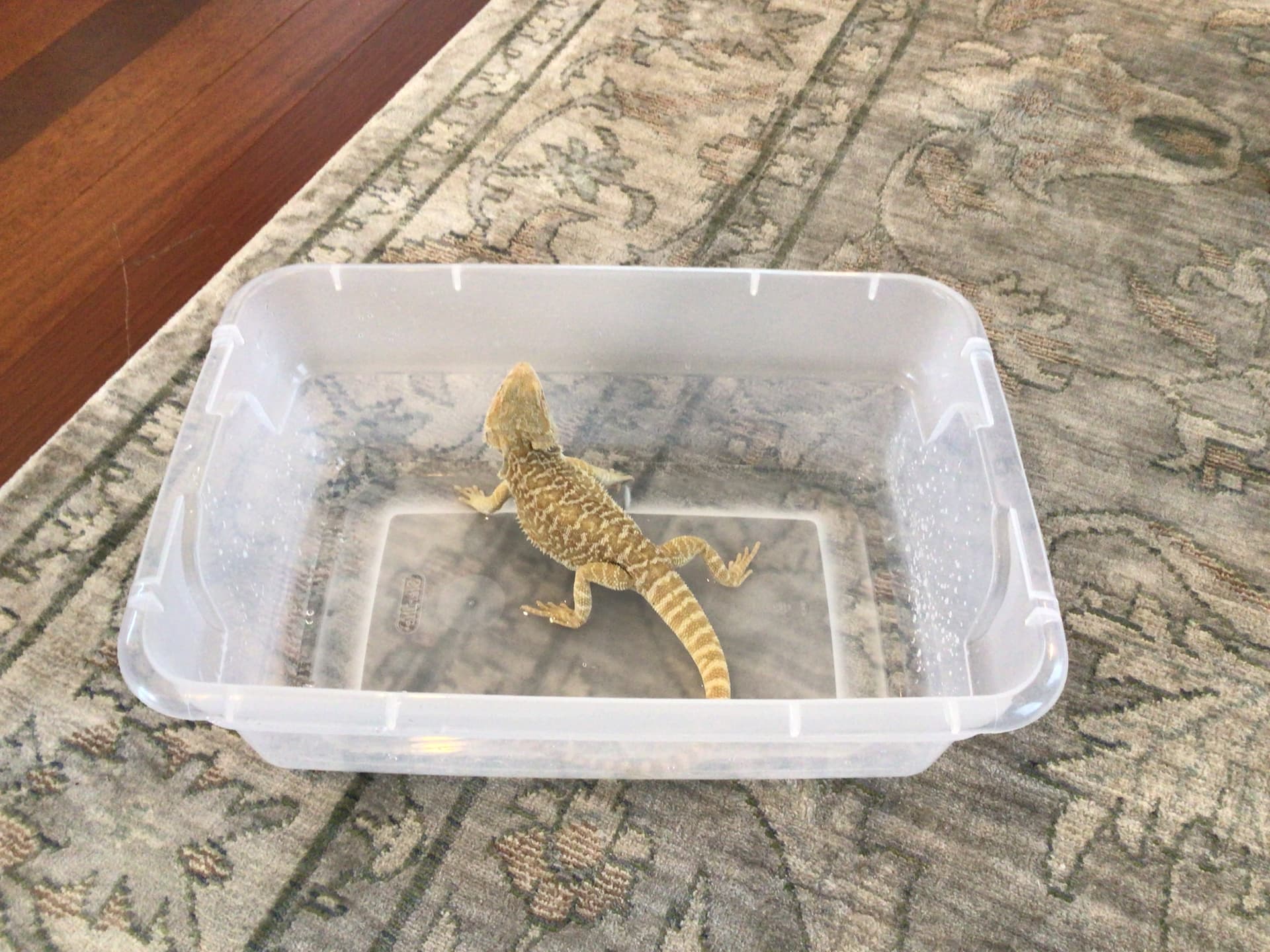 Show your silly reptile pictures! - Page 22 - All Reptiles ...