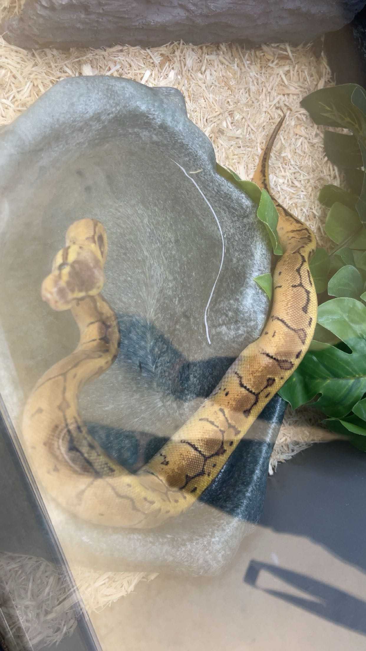 Help in possibly indefinitely what morph this female ball could be ...