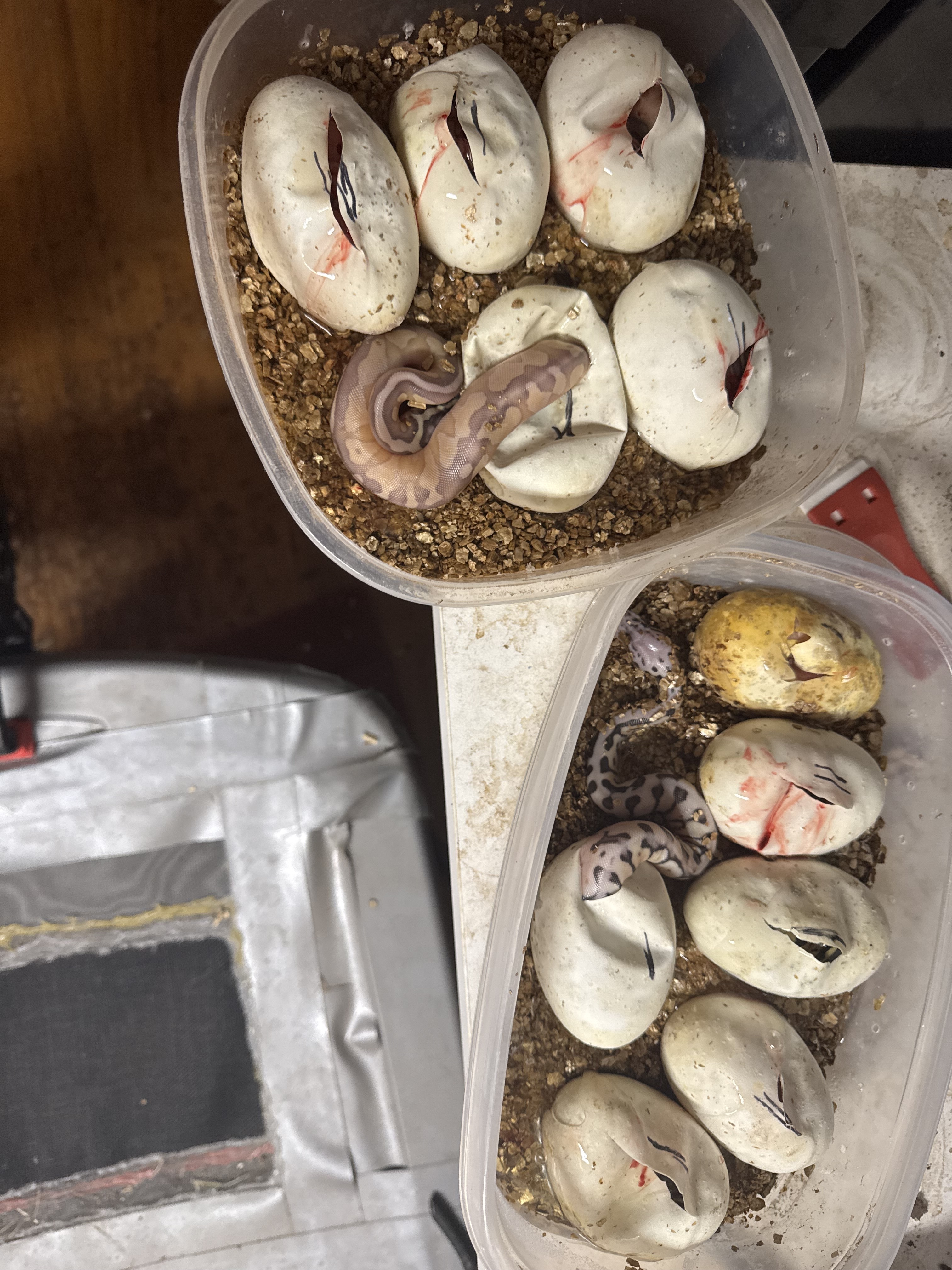 Snake identification. - Ball Pythons - MorphMarket Reptile Community