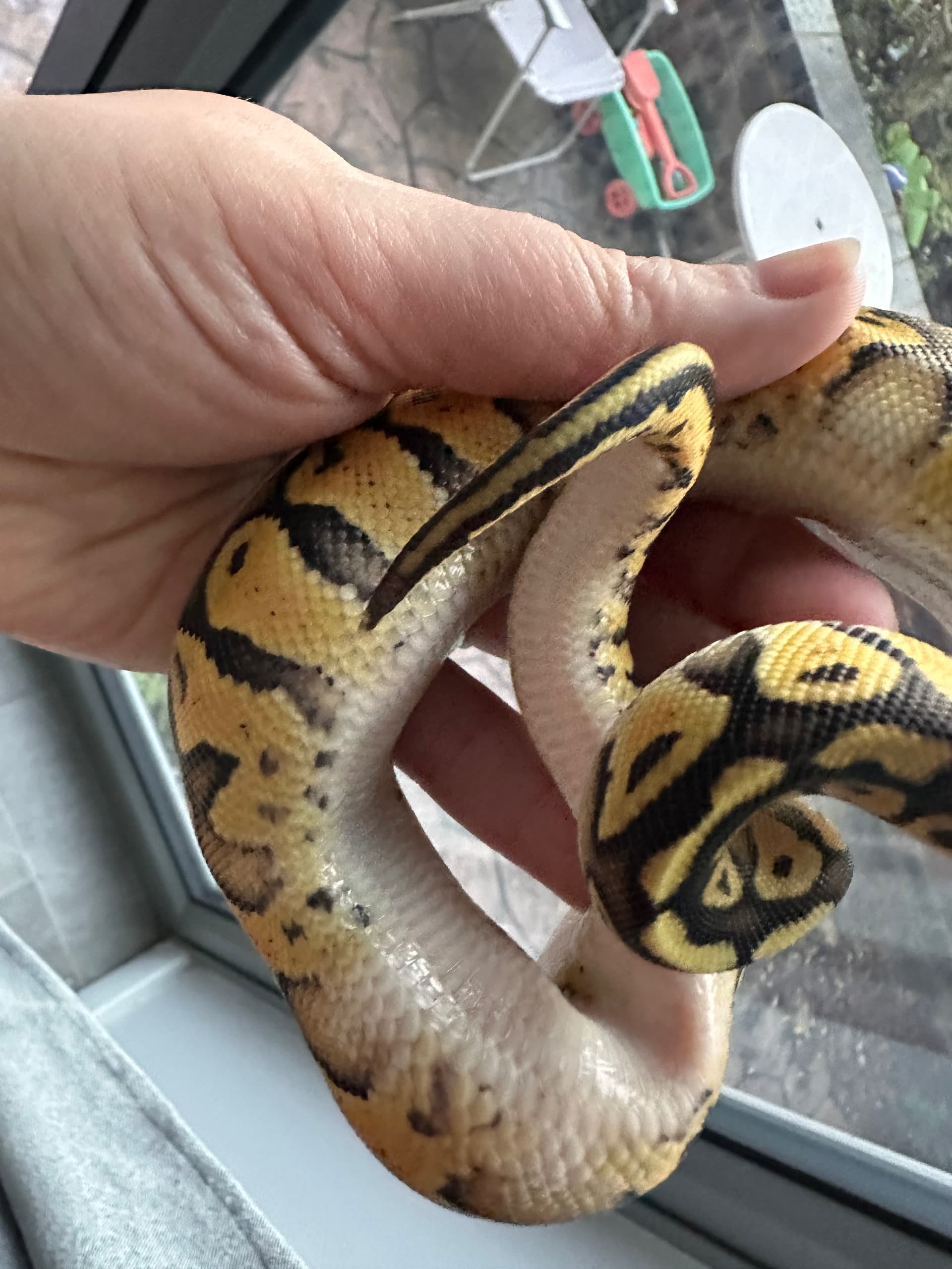 Yay she’s home 🥰 - Ball Pythons - MorphMarket Reptile Community