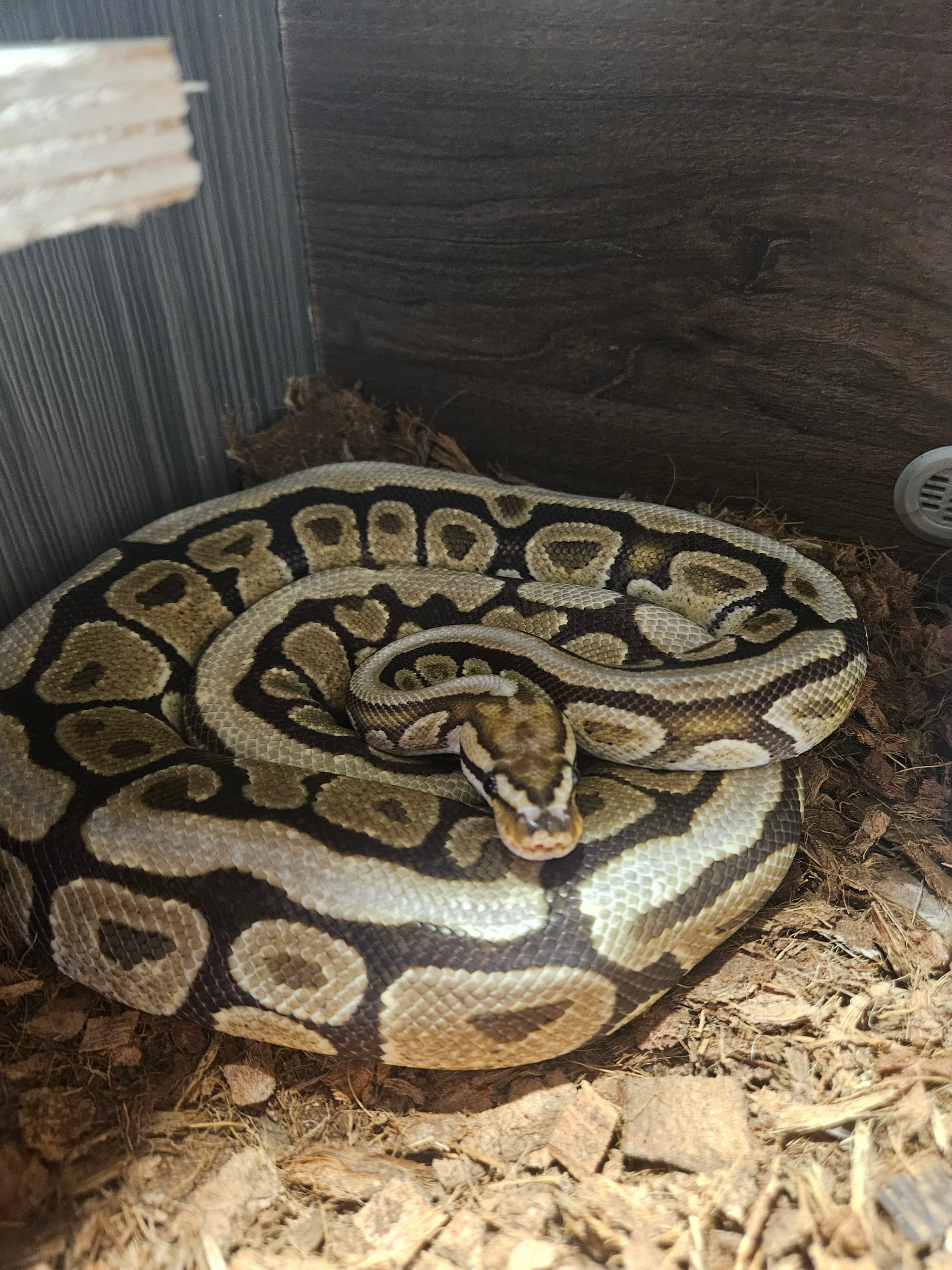 Need help identifying morphs - Ball Pythons - MorphMarket Reptile Community