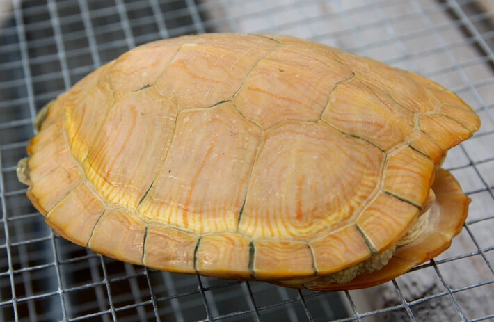Albino (Clark) - Turtle Traits - Morphpedia