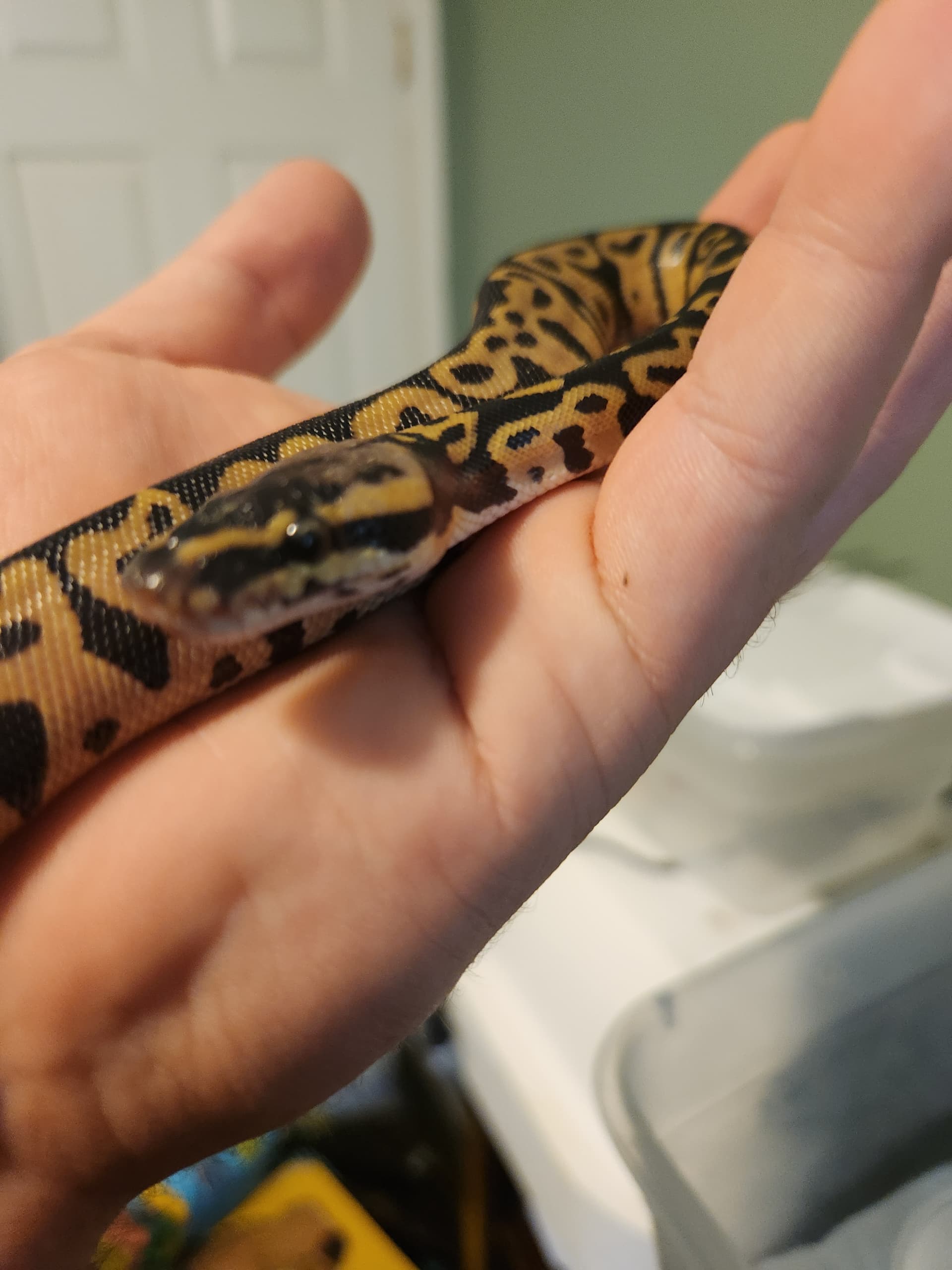 Help identifying hatchlings - Ball Pythons - MorphMarket Reptile Community