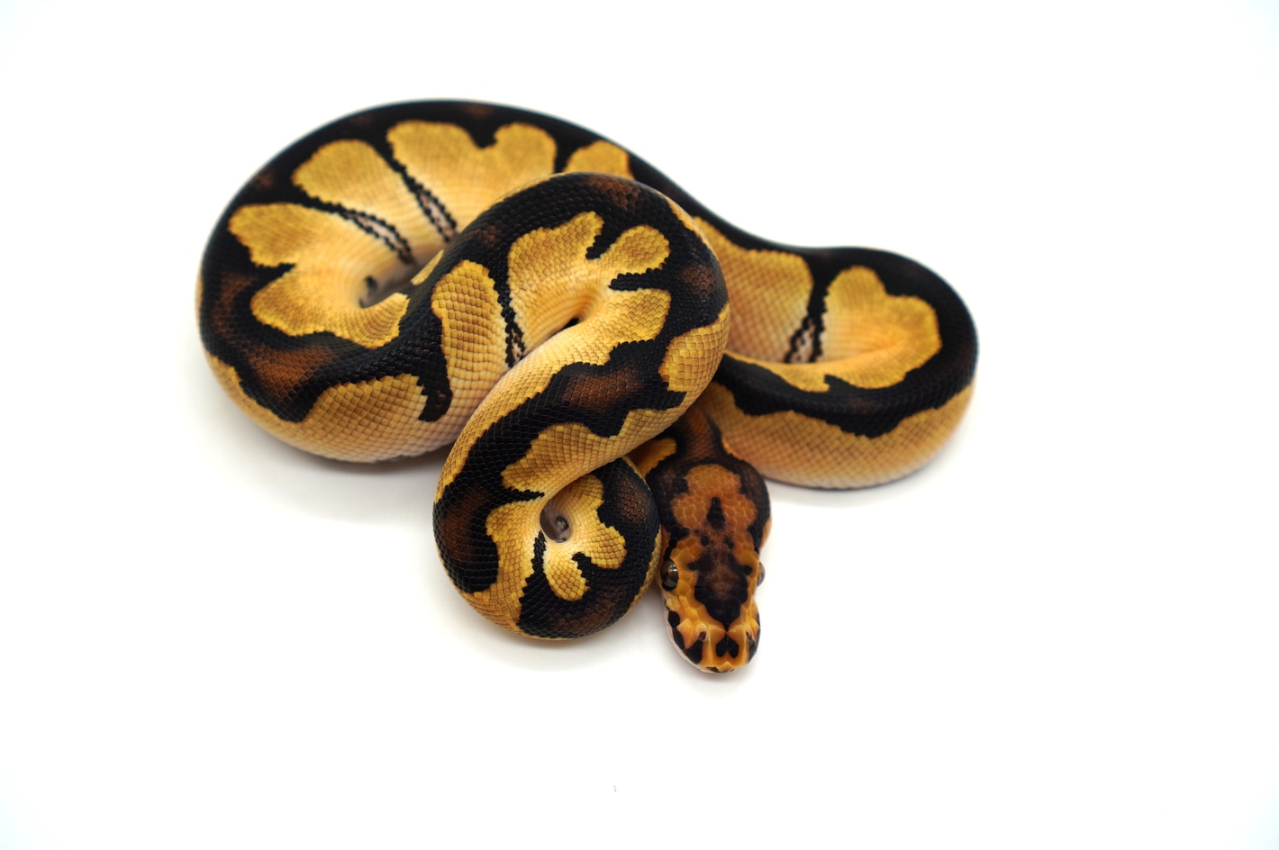 High Intensity OD - Ball Python Traits - Morphpedia