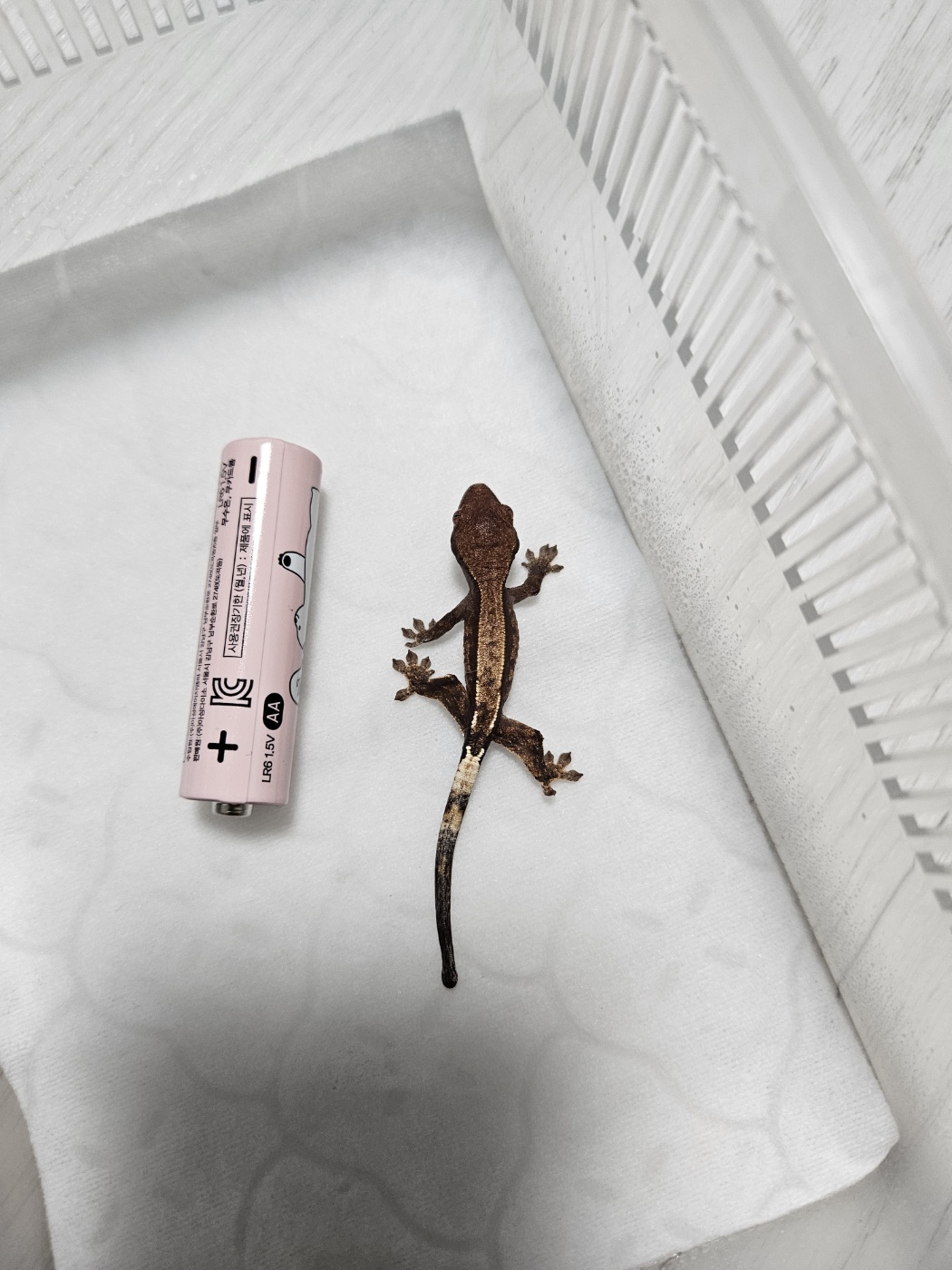 What my morph? - All Reptiles - MorphMarket Reptile Community