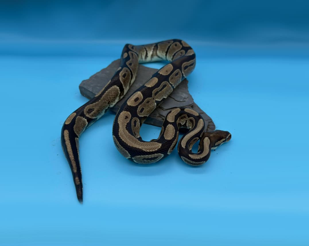 Gene ID help (again) - Ball Pythons - MorphMarket Reptile Community