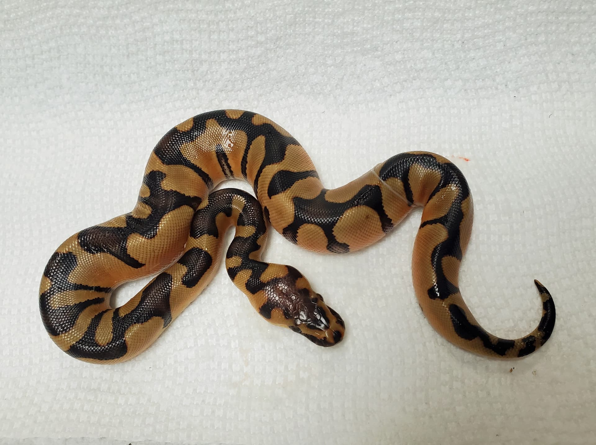 2024 Season Thread - PP - Page 2 - Ball Pythons - MorphMarket Reptile ...