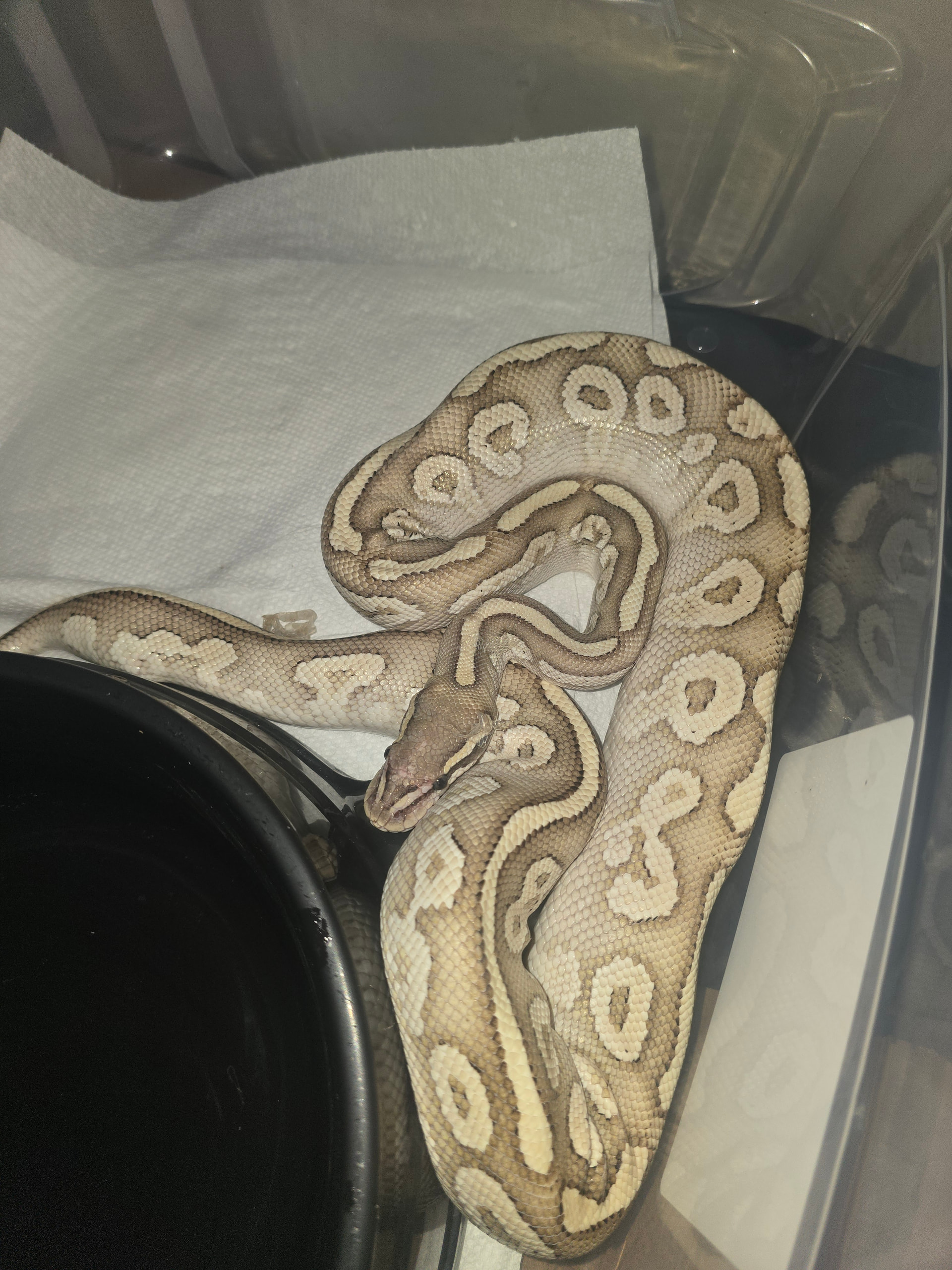 Help identifying possible genetics - Ball Pythons - MorphMarket Reptile ...