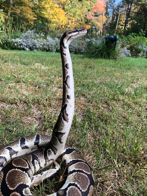 Periscoping! My 🐍 first! Share your pics! - Ball Pythons - MorphMarket ...