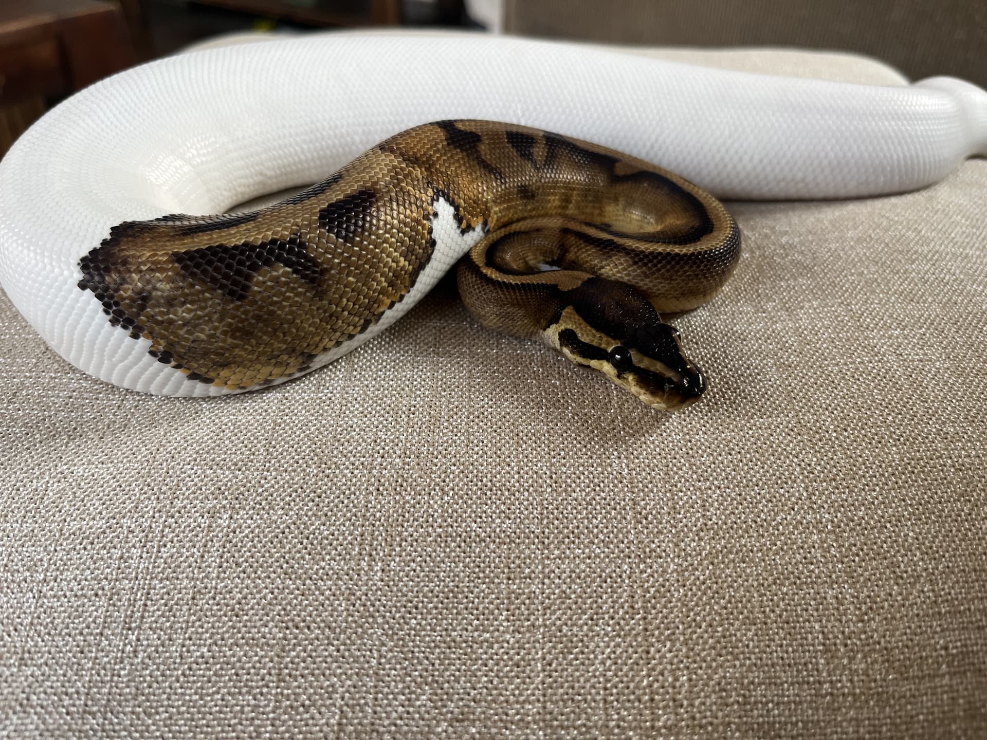 Is this the "Glow before they go"? - Ball Pythons - MorphMarket Reptile ...