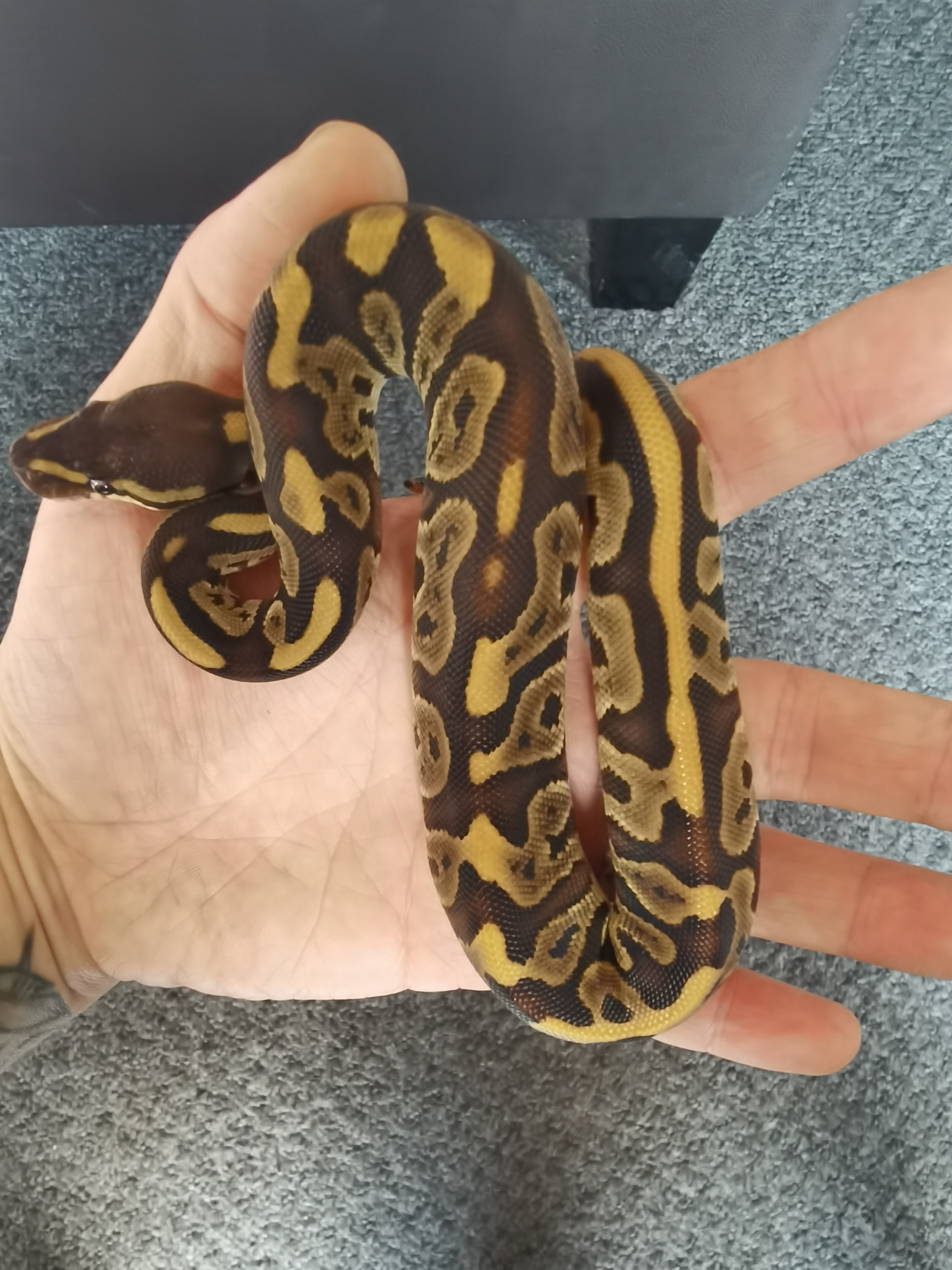 Help identifying genetics - Ball Pythons - MorphMarket Reptile Community