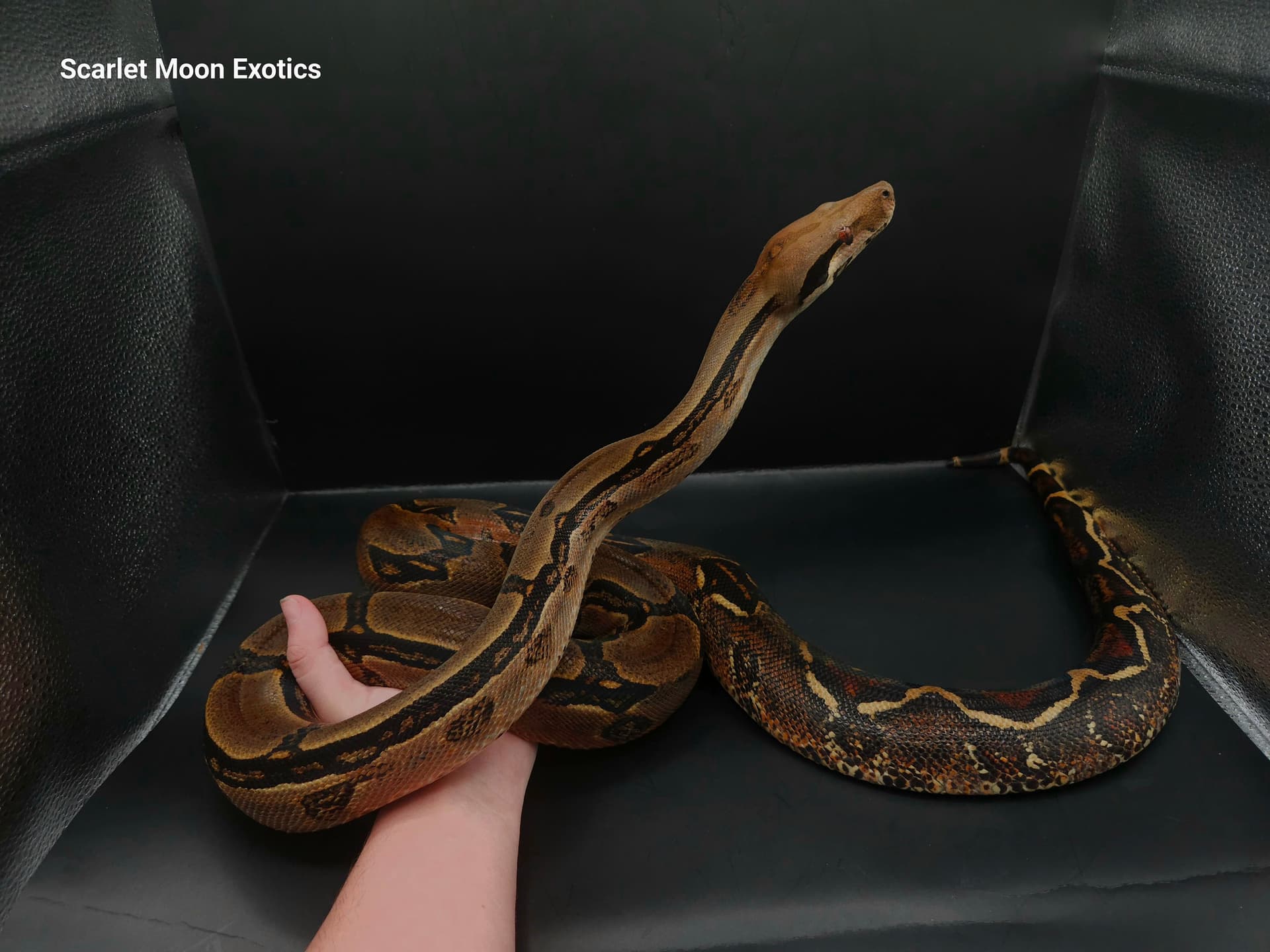 Need help Finding new species to experience - Page 2 - All Reptiles ...