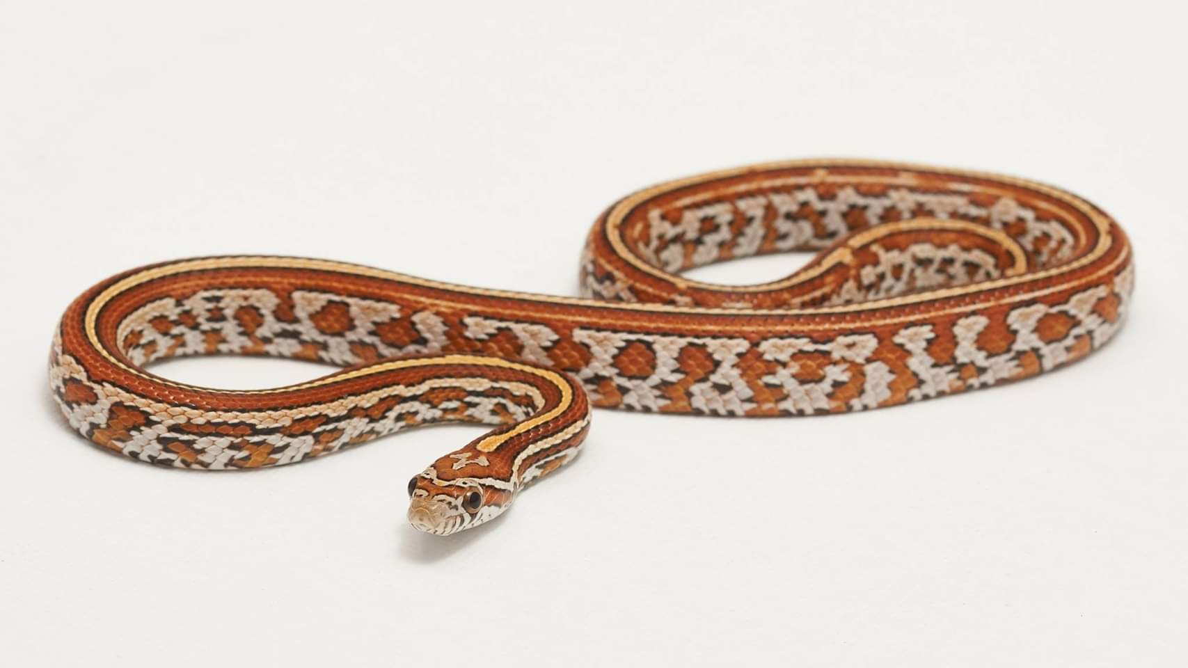 Buf - Corn Snake Traits - Morphpedia