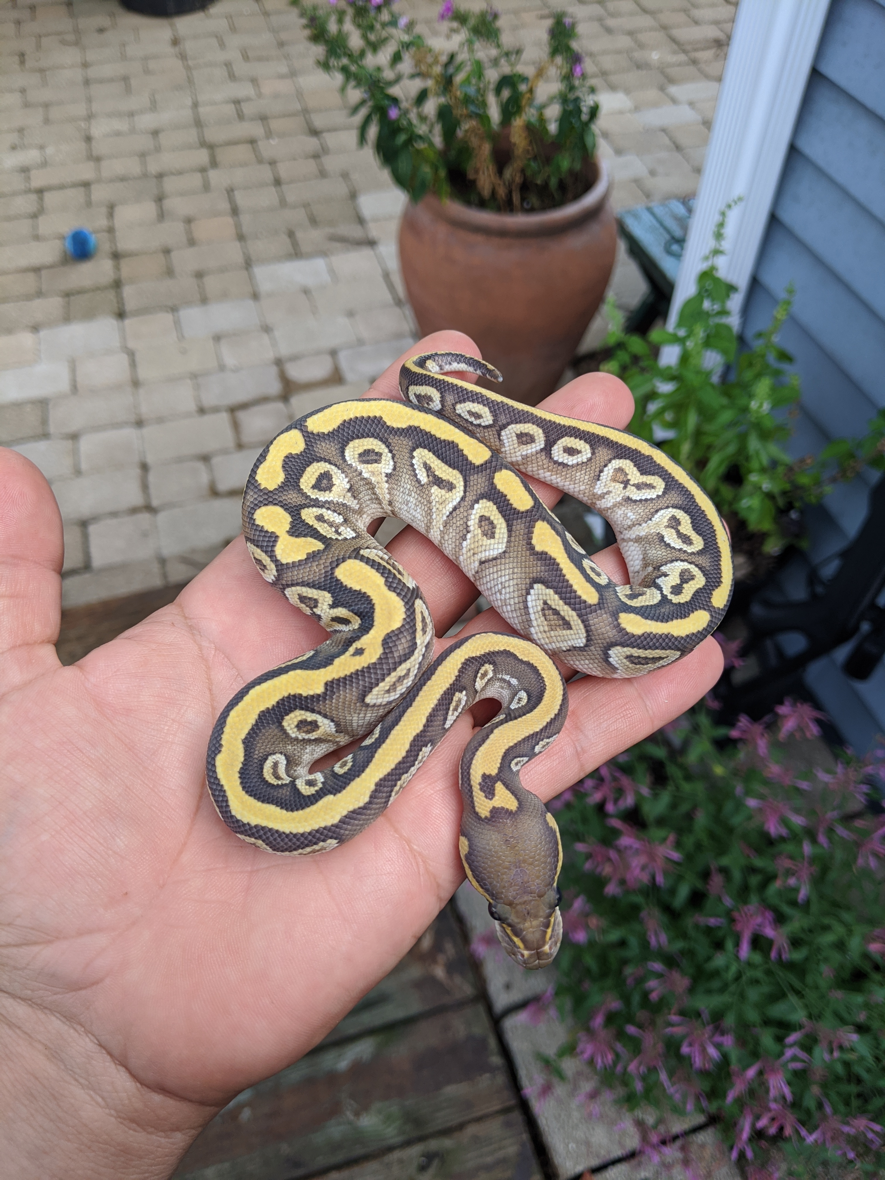 Let’s See Your Best Yellowbelly Combos - Ball Pythons - MorphMarket ...