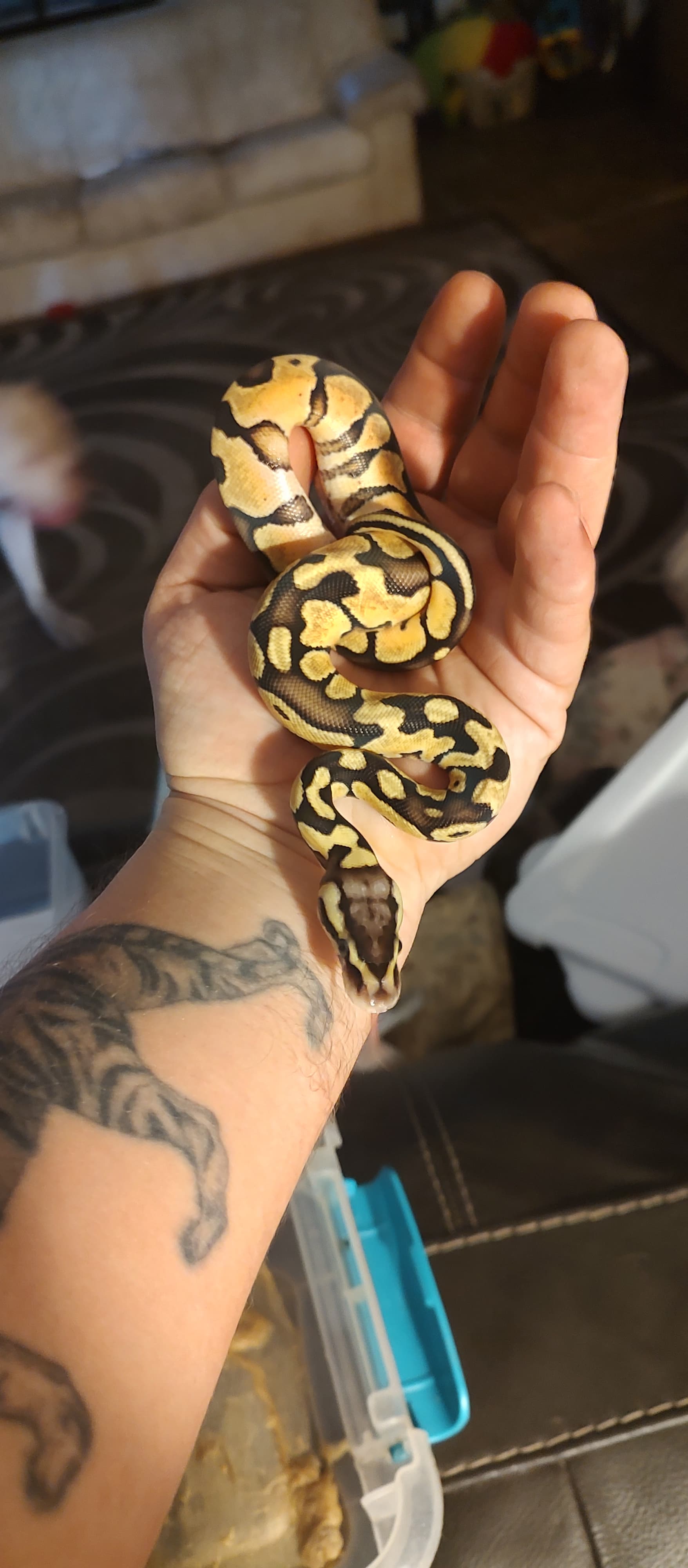 First clutch all after first shed - Ball Pythons - MorphMarket Reptile ...