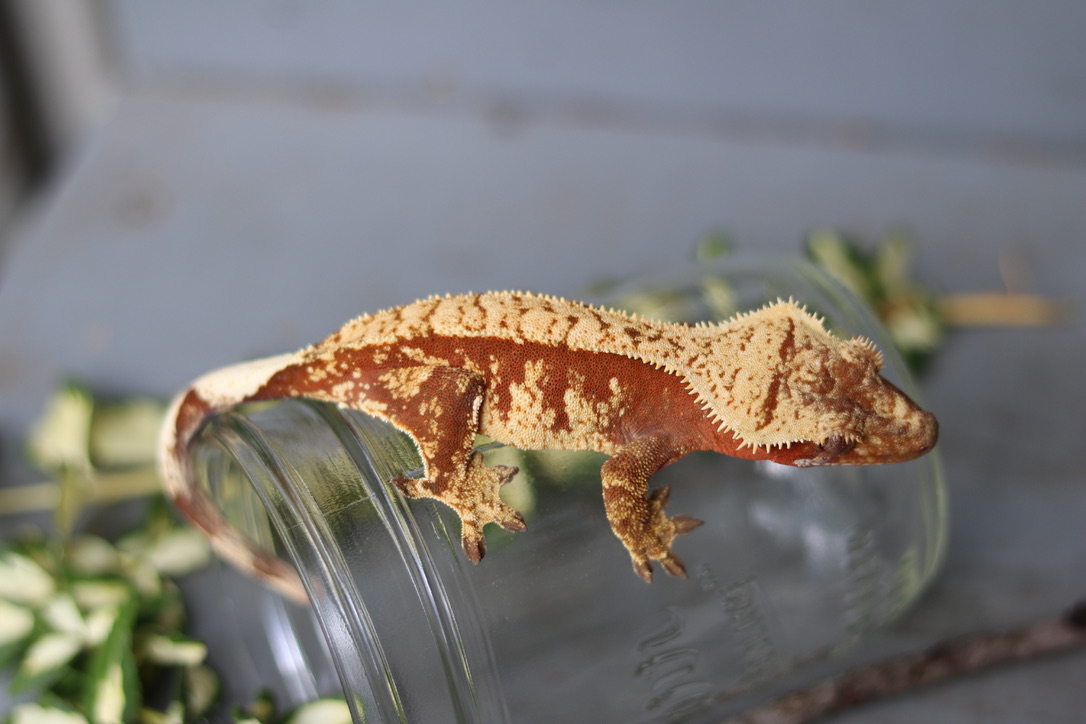 Inspiration Exotics 2025 Gecko Season - Crested Geckos - MorphMarket ...