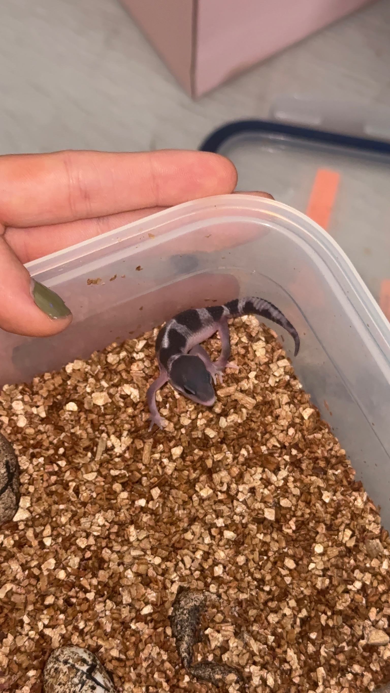 Help me with morph selection- my first hatch ever - Leopard Geckos ...