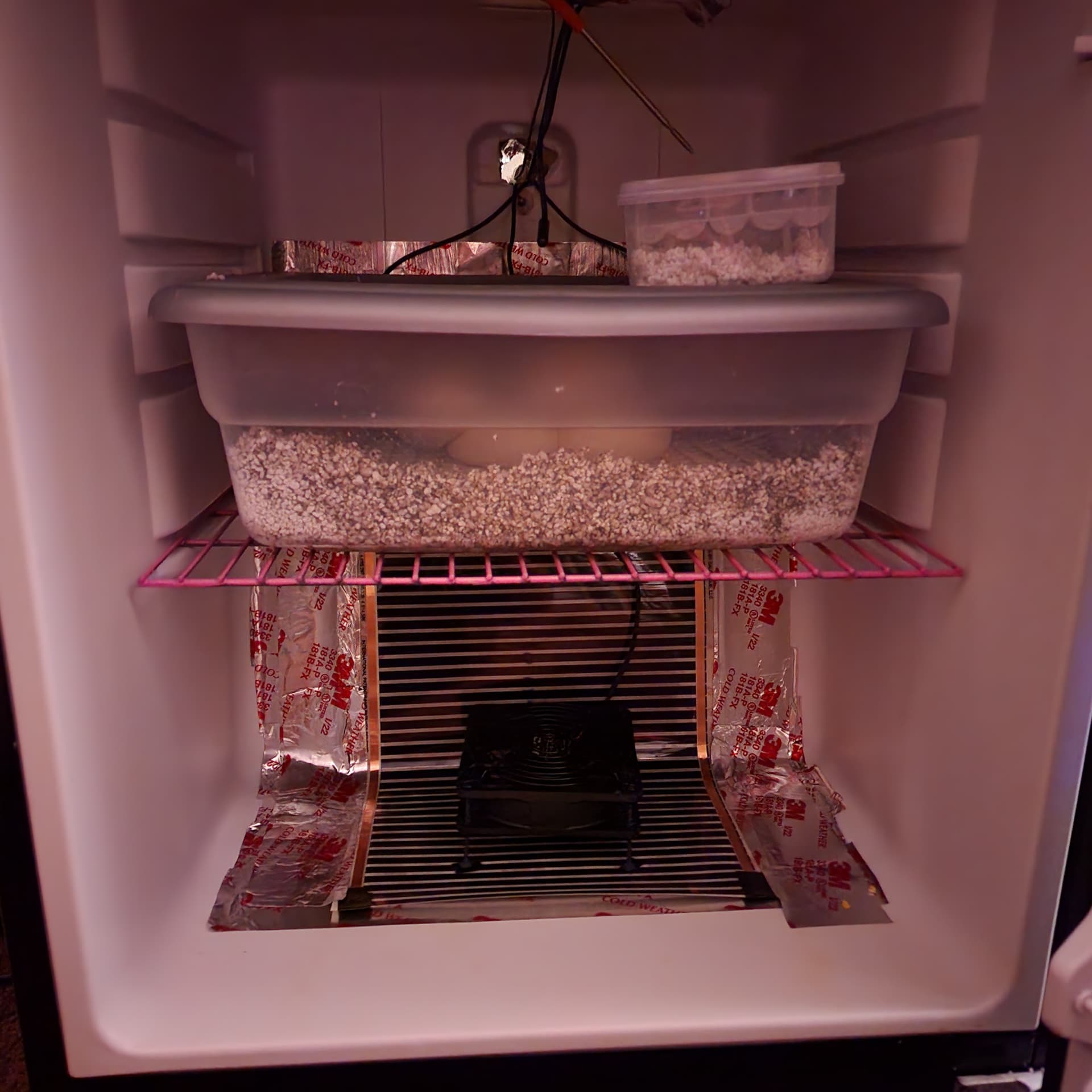 Incubator with eggs - Ball Pythons - MorphMarket Reptile Community