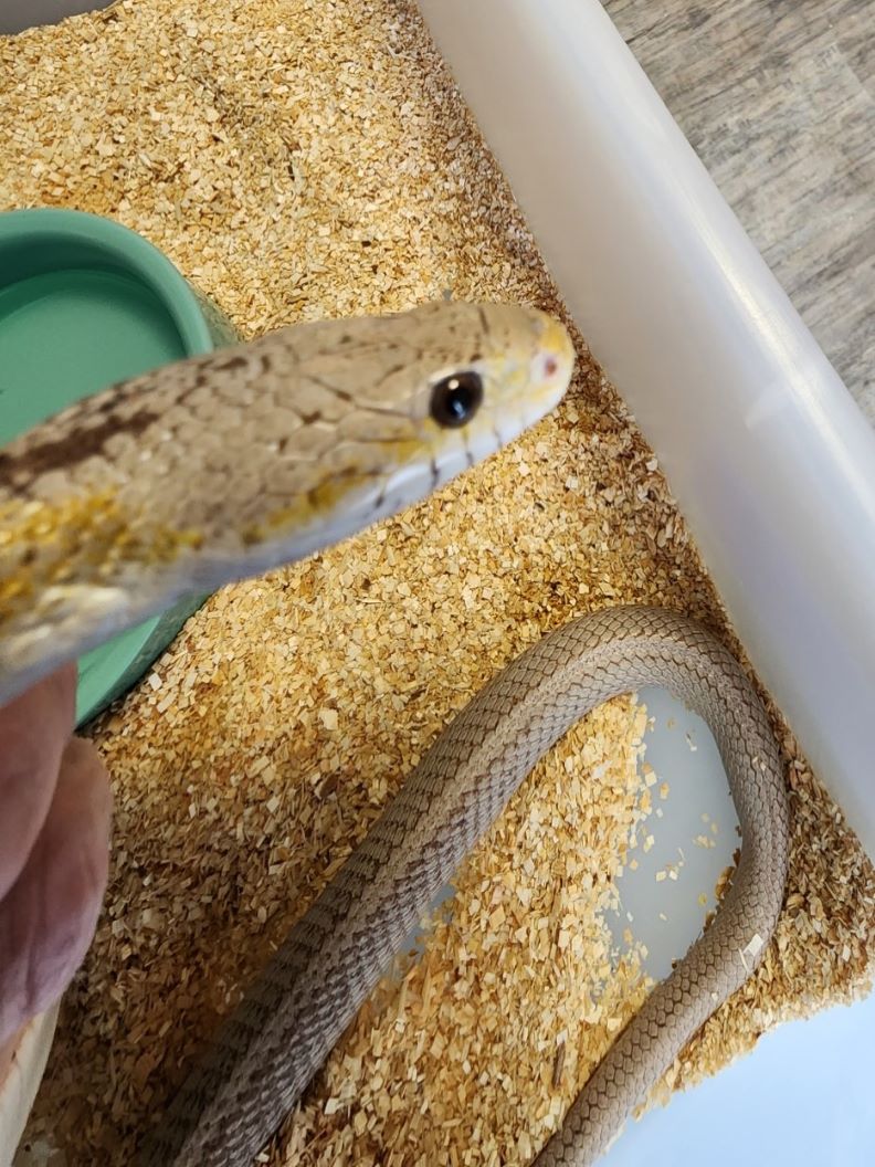 Are these Lavenders? - Corn Snakes - MorphMarket Reptile Community