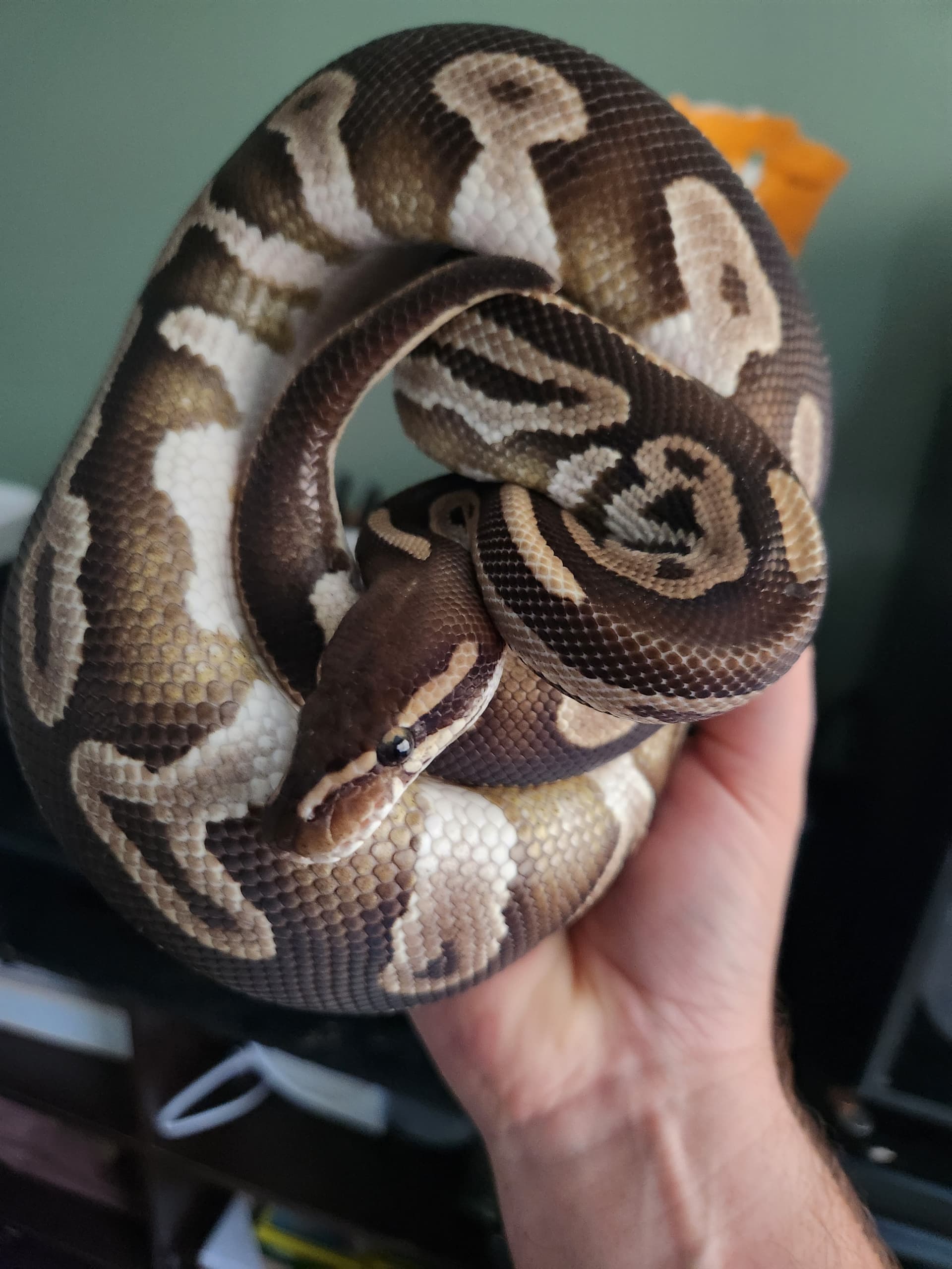Help identifying hatchlings - Ball Pythons - MorphMarket Reptile Community