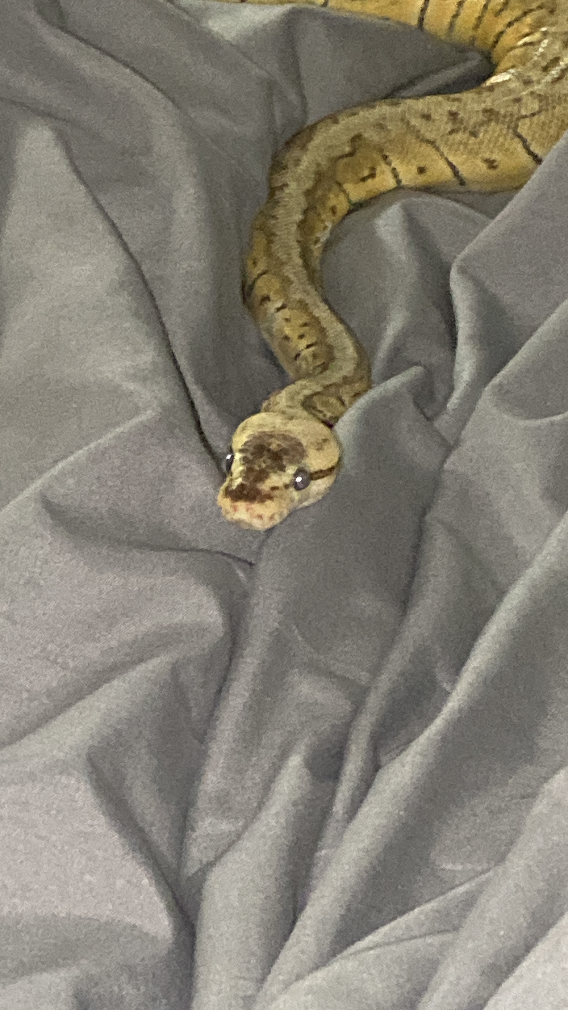 Help please trying to figure out the morph - Ball Pythons - MorphMarket Reptile Community