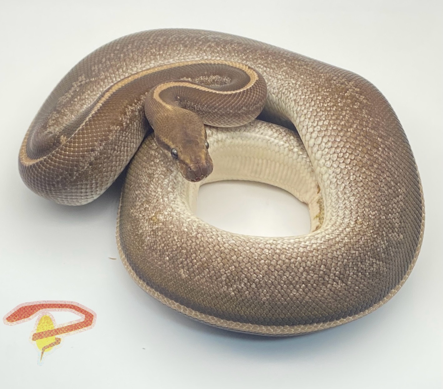 Moray - Ball Python Traits - Morphpedia