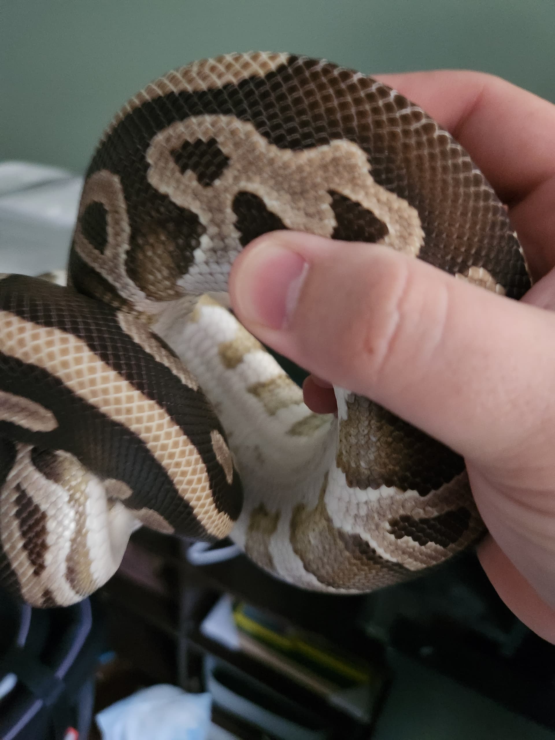 Help identifying hatchlings - Ball Pythons - MorphMarket Reptile Community