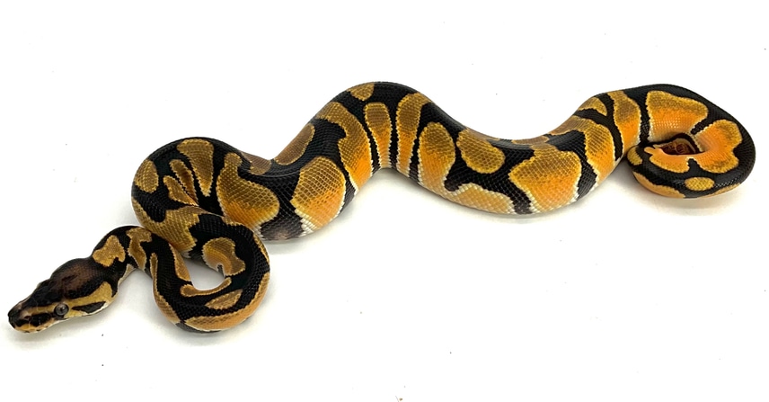 High Intensity OD - Ball Python Traits - Morphpedia