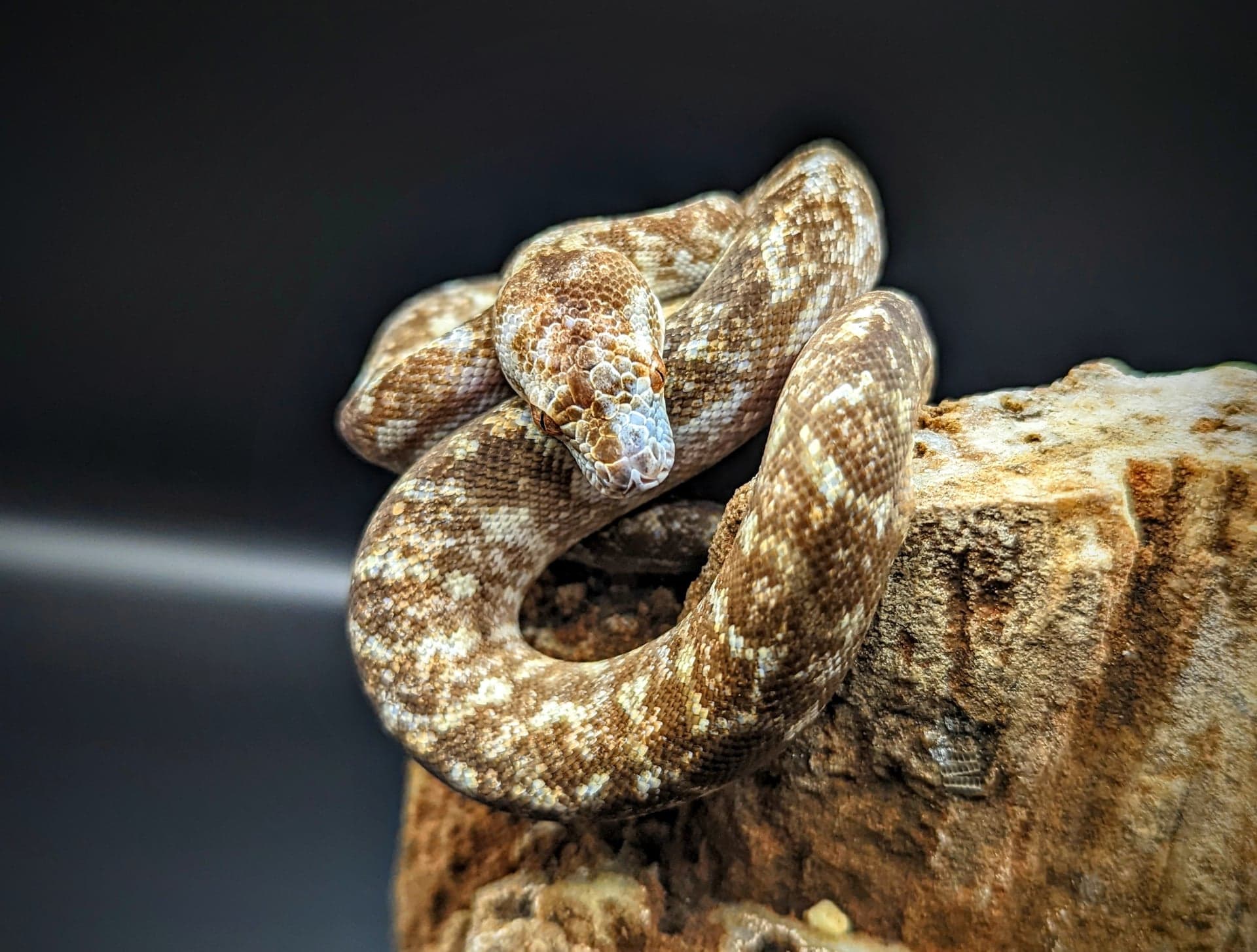 Paradox - Carpet Python Traits - Morphpedia