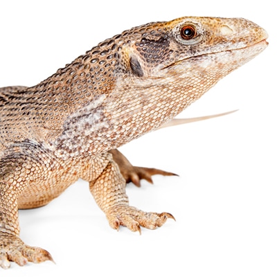 Monitors - MorphMarket Reptile Community